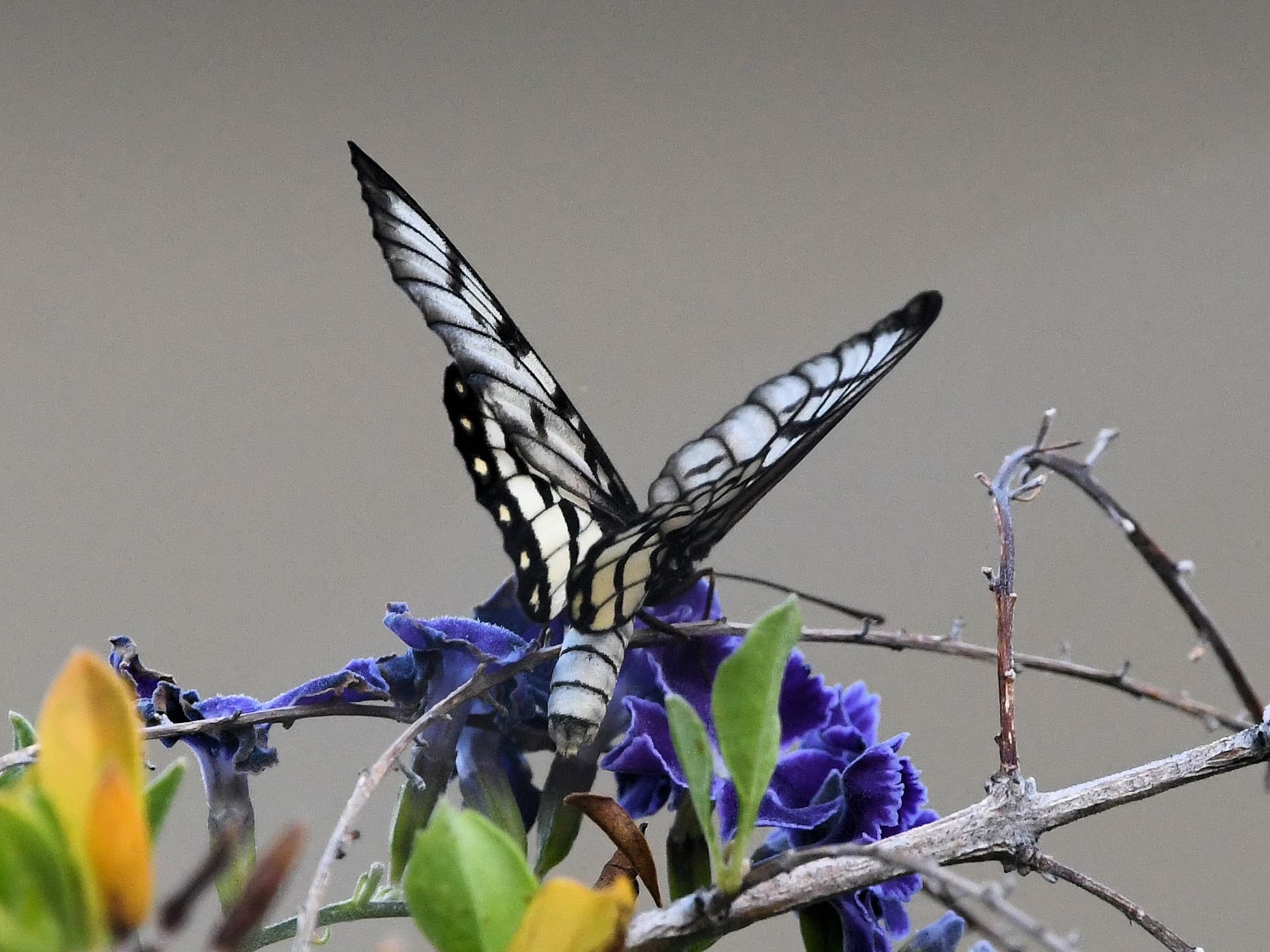 Acraea andromacha – Ausemade