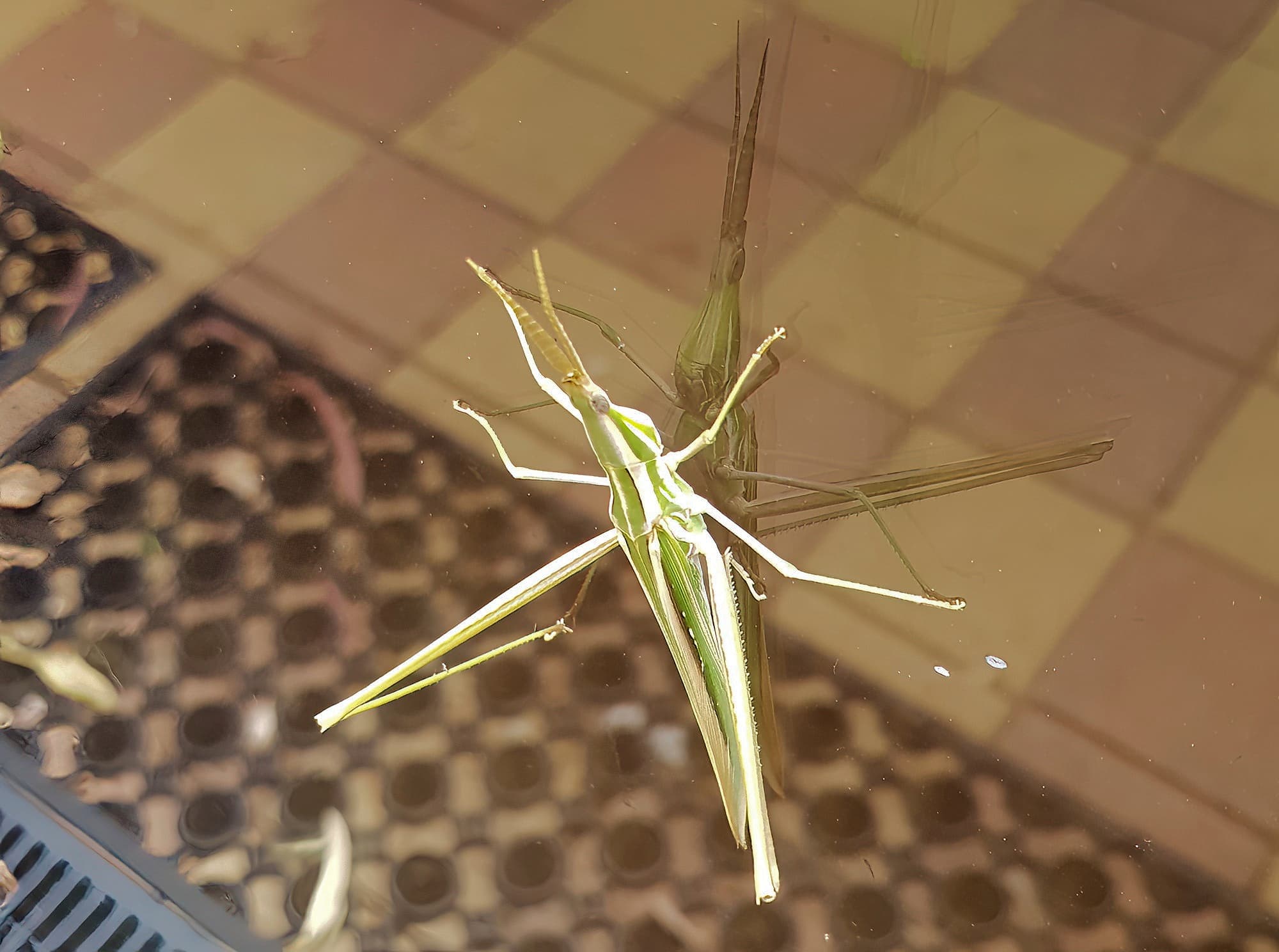 Acrida conica – Ausemade