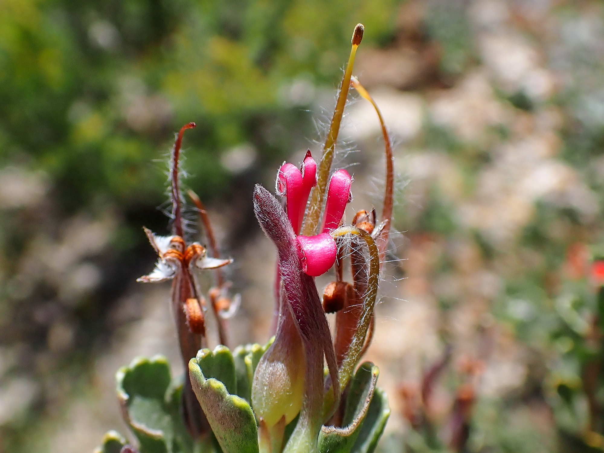 Adenanthos cuneatus (Coastal Jug Flower) – Ausemade