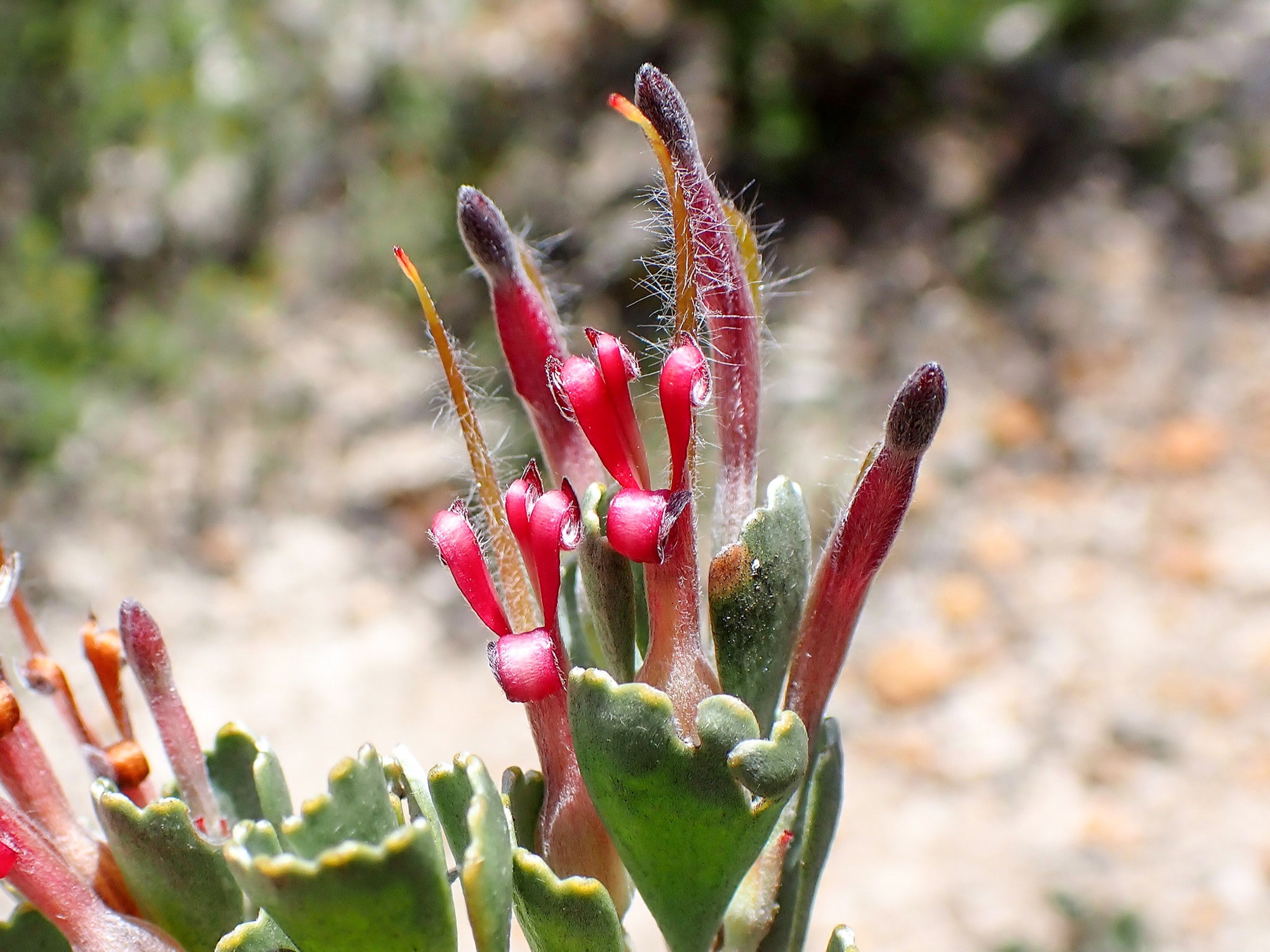 Adenanthos cuneatus (Coastal Jug Flower) – Ausemade