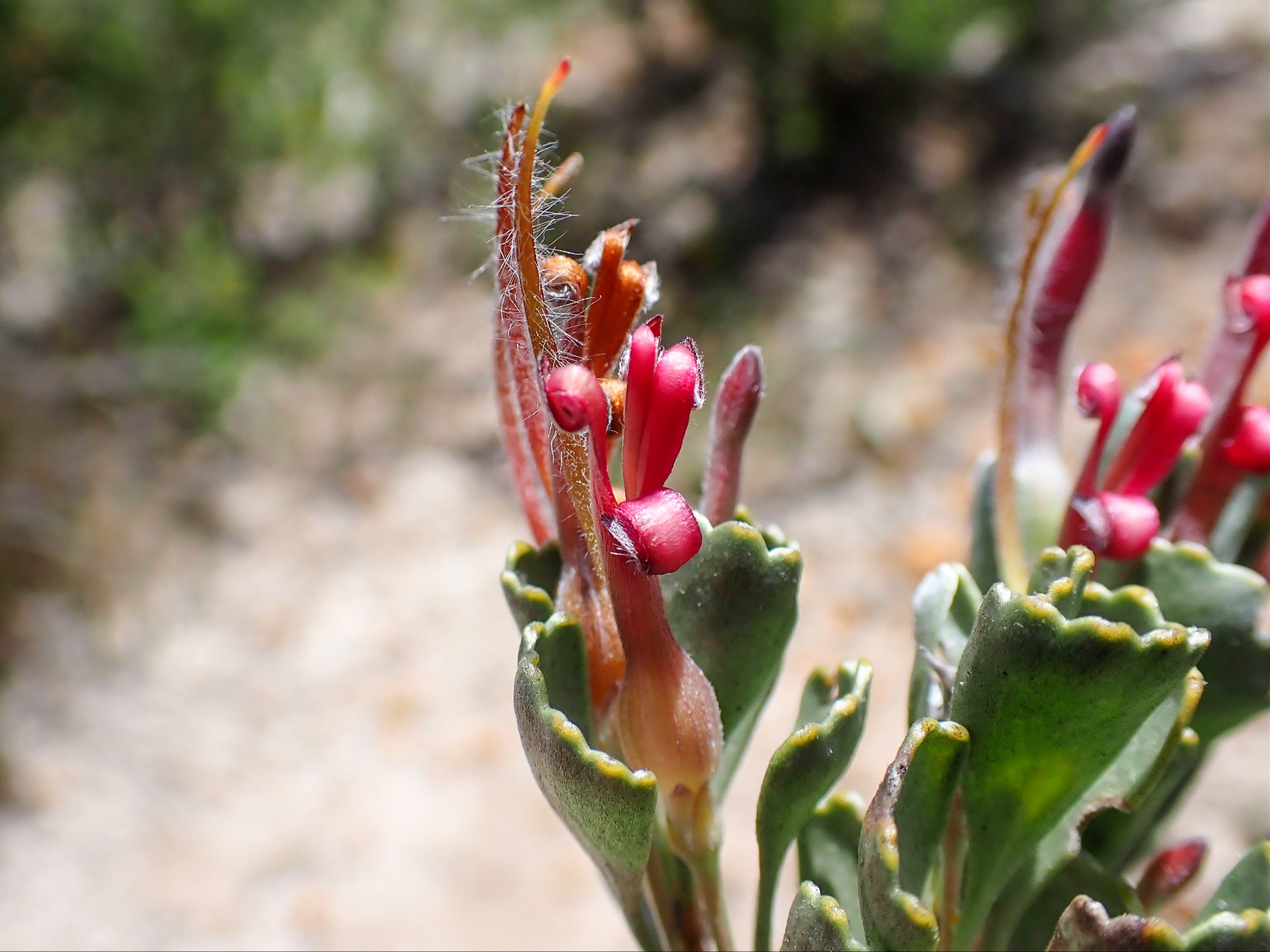 Adenanthos cuneatus (Coastal Jug Flower) – Ausemade