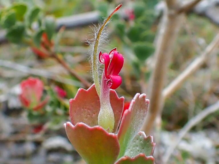 Adenanthos cuneatus (Coastal Jug Flower) – Ausemade