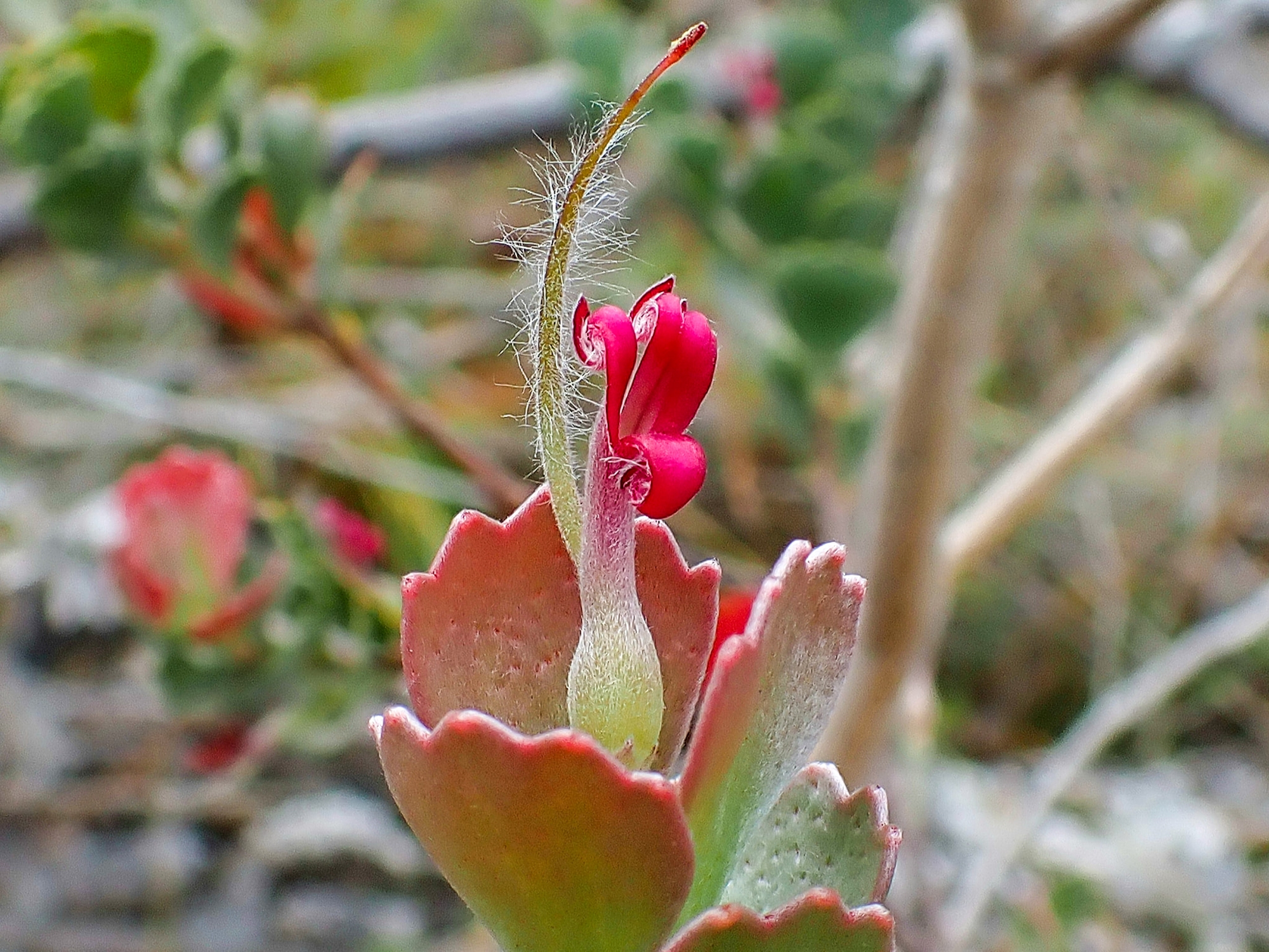 Adenanthos cuneatus (Coastal Jug Flower) – Ausemade