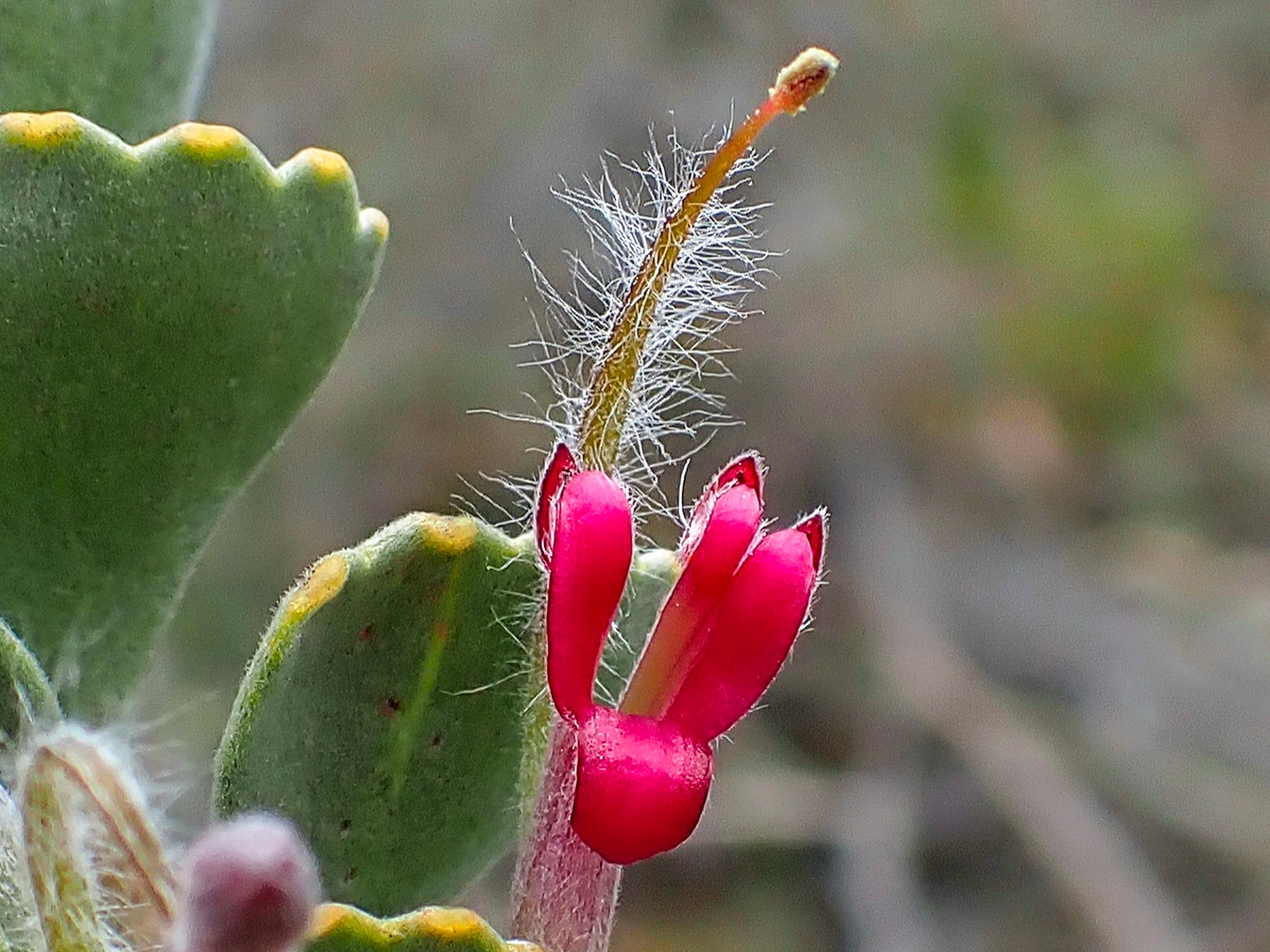 Adenanthos cuneatus (Coastal Jug Flower) – Ausemade