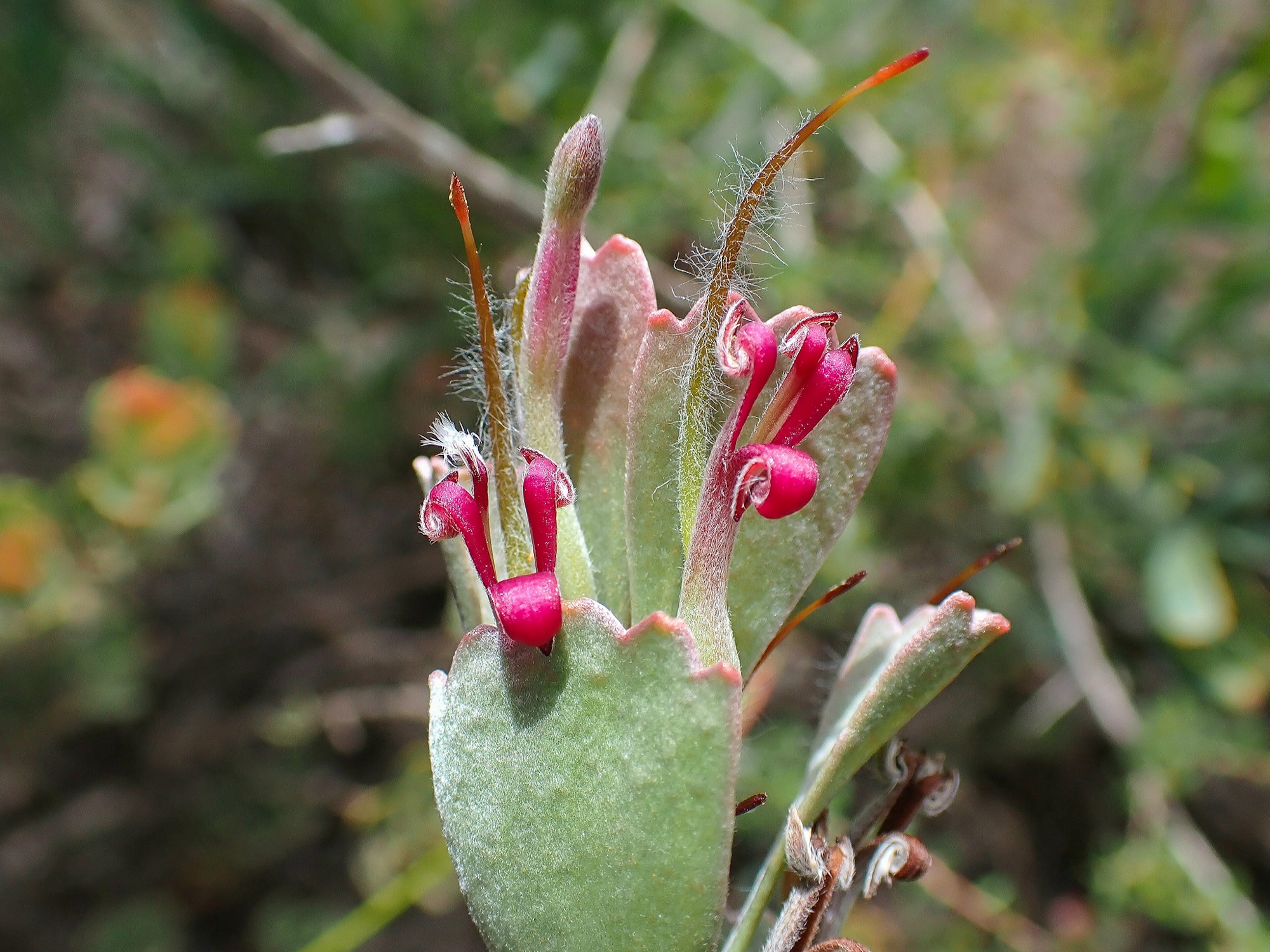 Adenanthos cuneatus (Coastal Jug Flower) – Ausemade