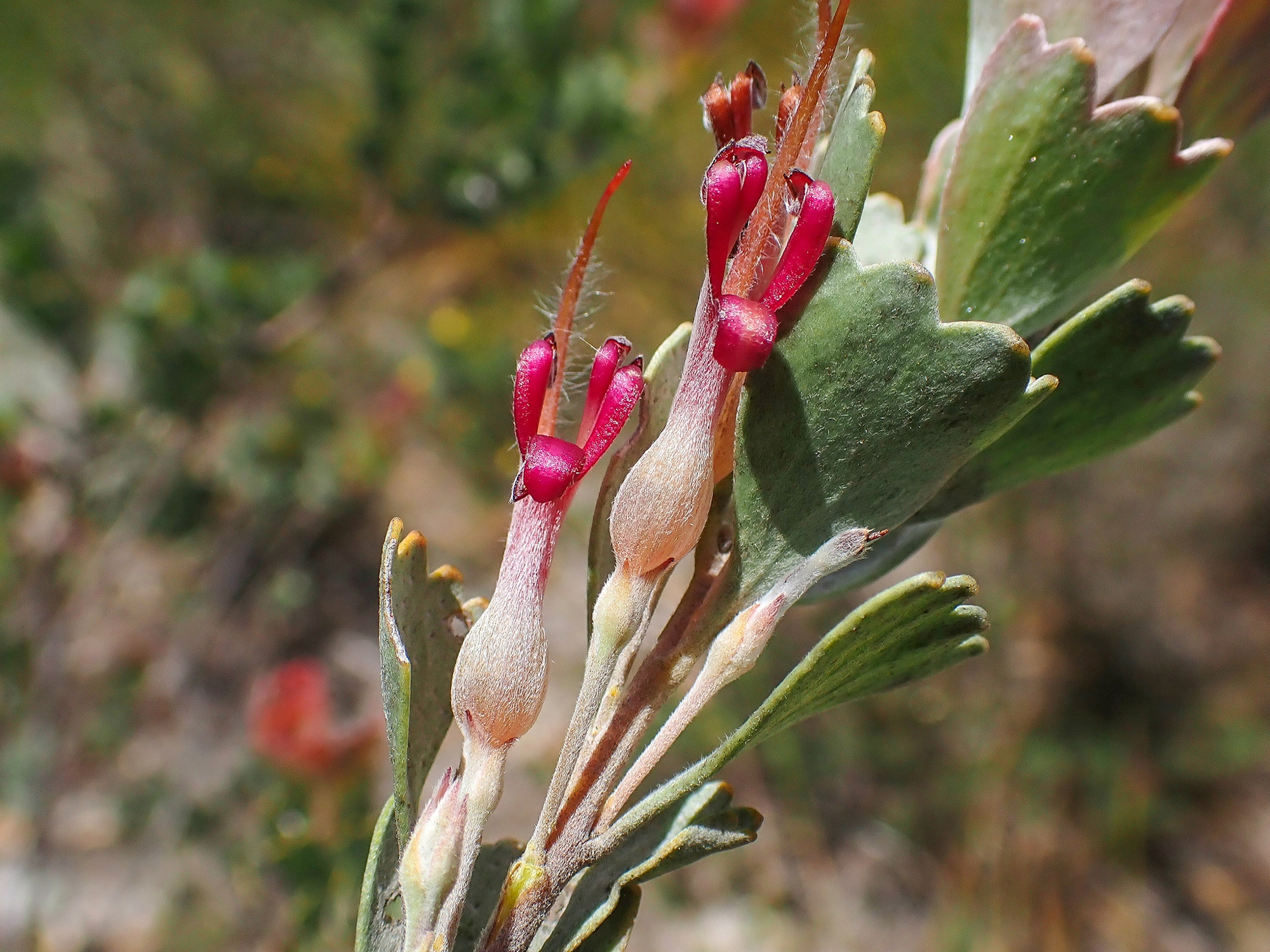 Adenanthos cuneatus (Coastal Jug Flower) – Ausemade