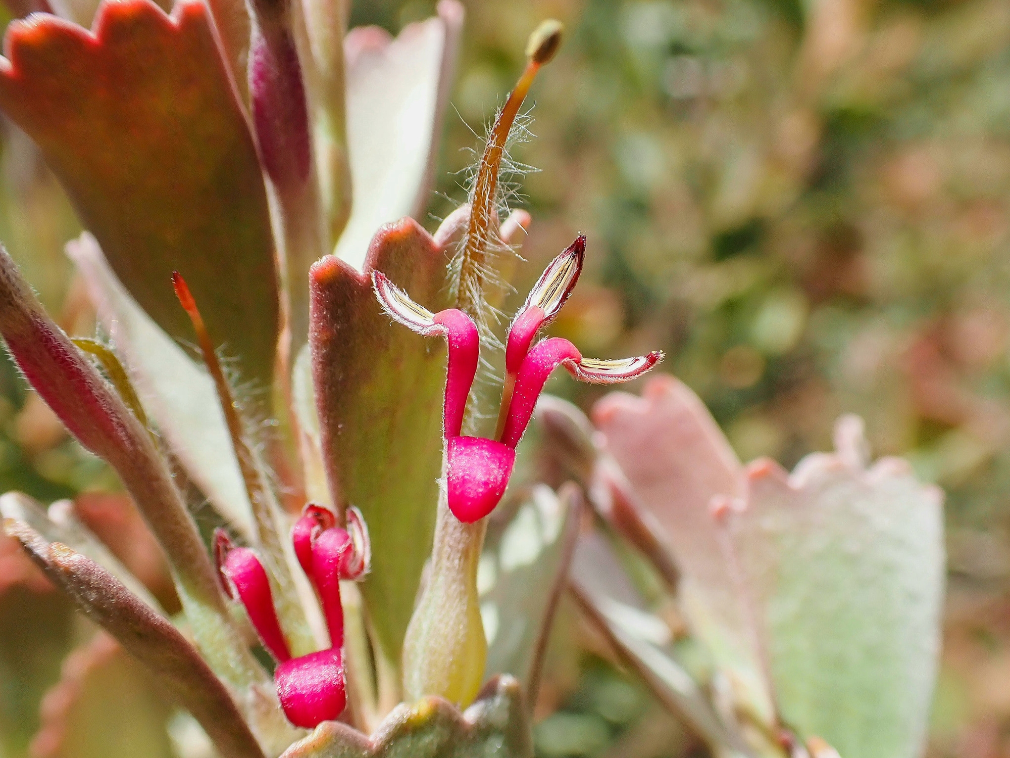 Adenanthos cuneatus (Coastal Jug Flower) – Ausemade
