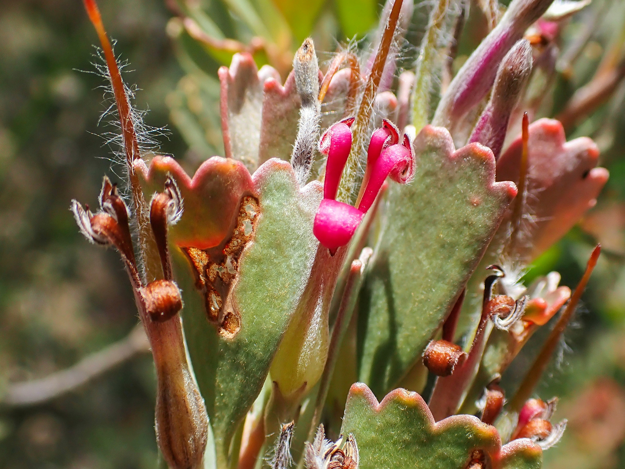 Adenanthos cuneatus (Coastal Jug Flower) – Ausemade