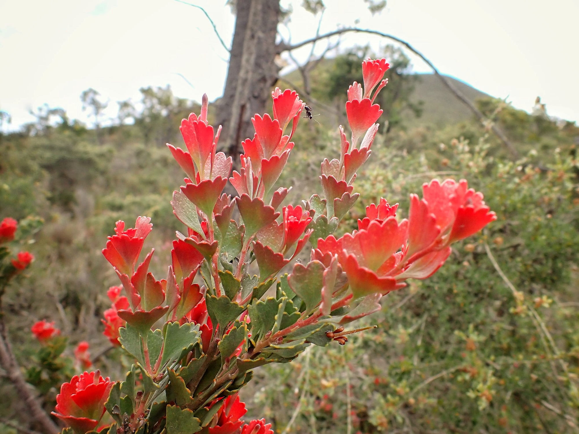 Adenanthos cuneatus (Coastal Jug Flower) – Ausemade