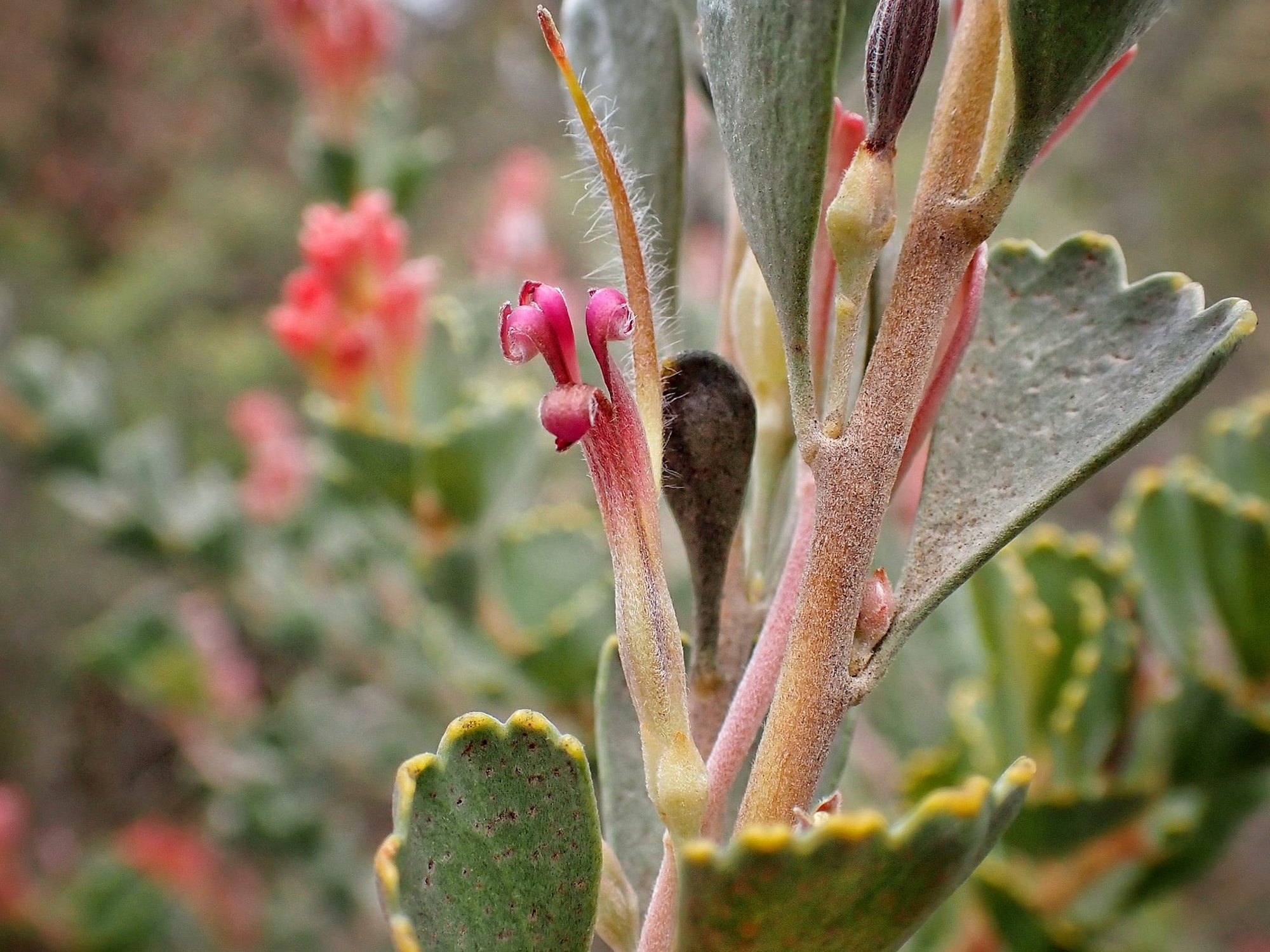 Adenanthos cuneatus (Coastal Jug Flower) – Ausemade