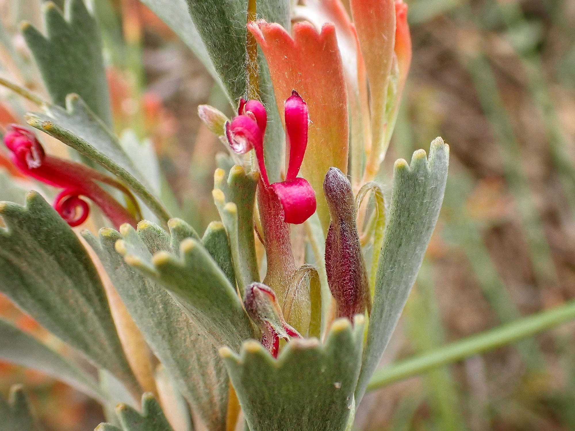Adenanthos cuneatus (Coastal Jug Flower) – Ausemade