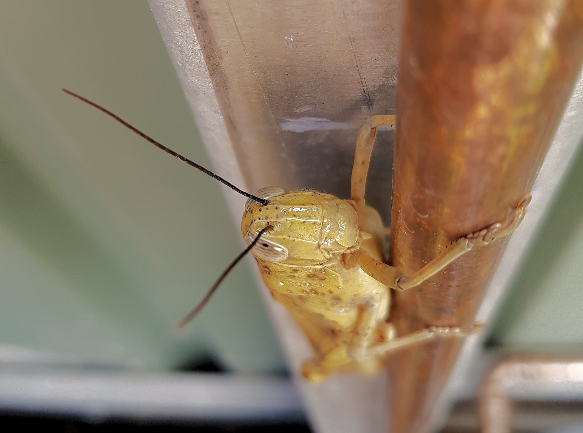 Giant Grasshopper (Valanga irregularis) – Ausemade