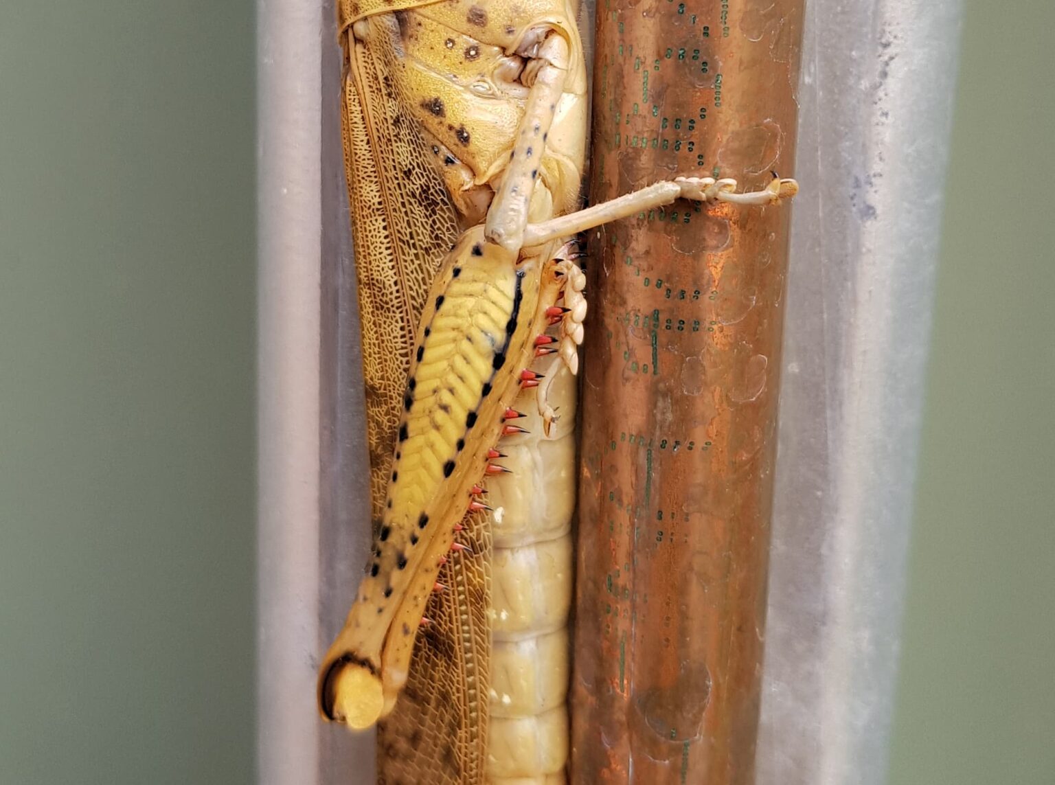 Giant Grasshopper (Valanga irregularis) – Ausemade