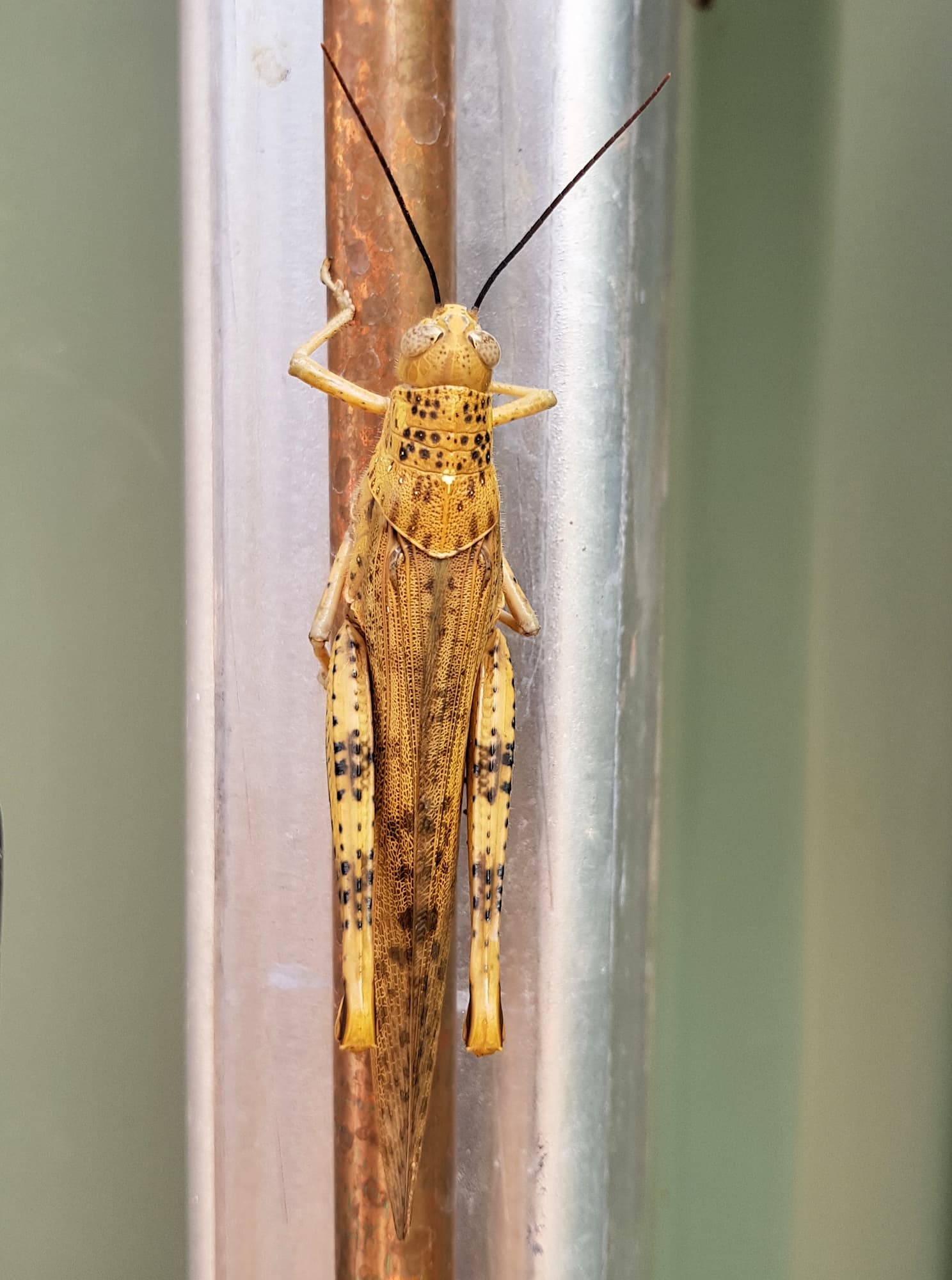 Giant Grasshopper – Ausemade