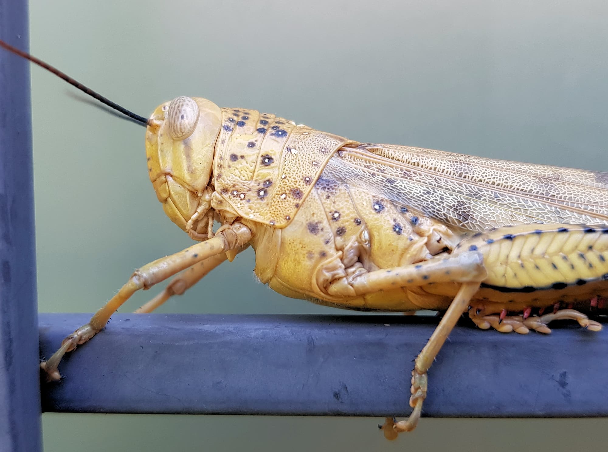 Giant Grasshopper – Ausemade