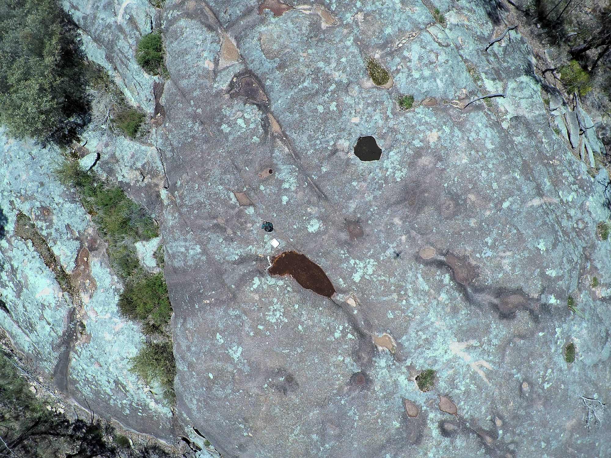 Clam shrimps – Ausemade