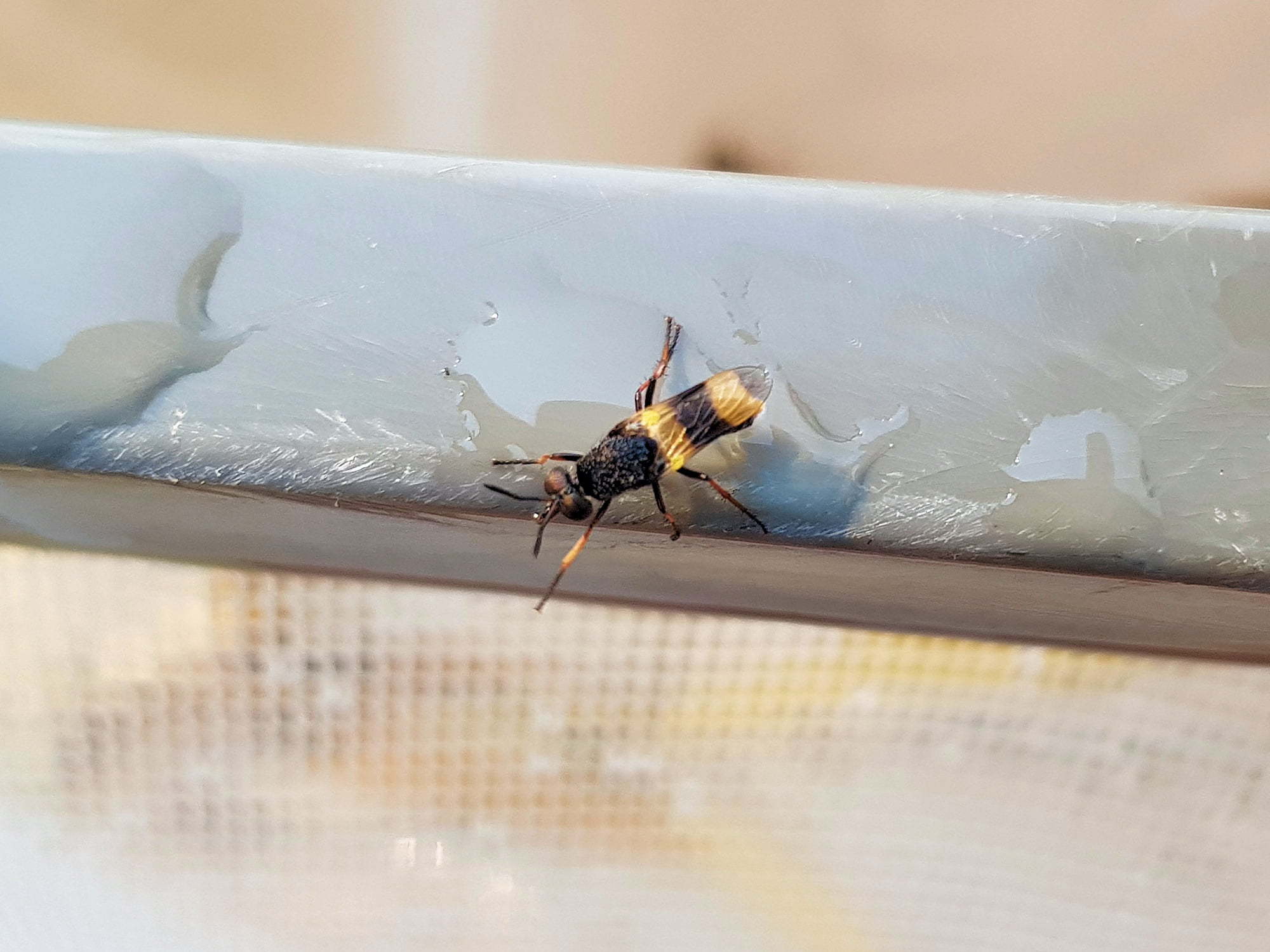 Diptera – Ausemade