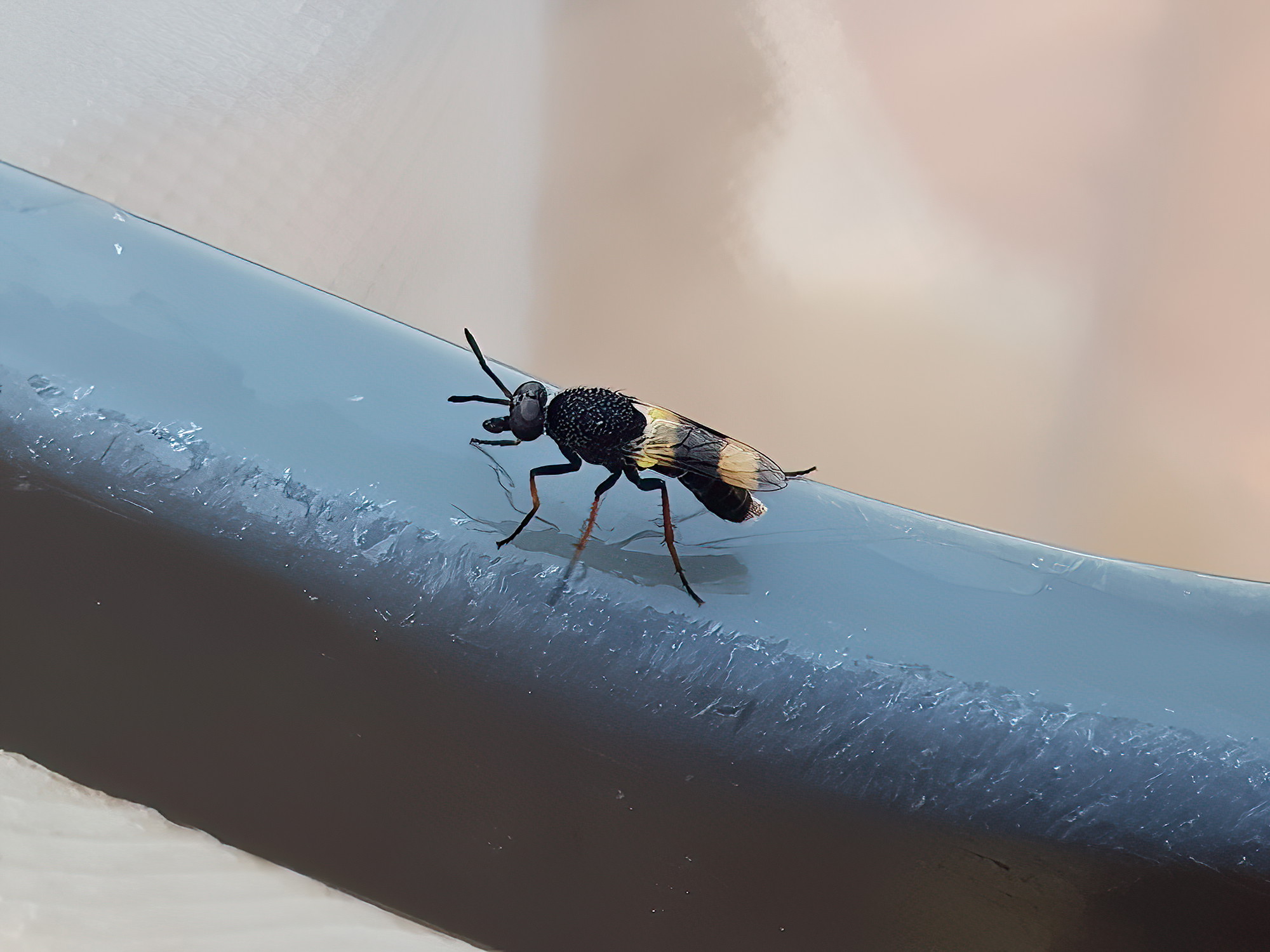 Alice Springs Diptera – Ausemade