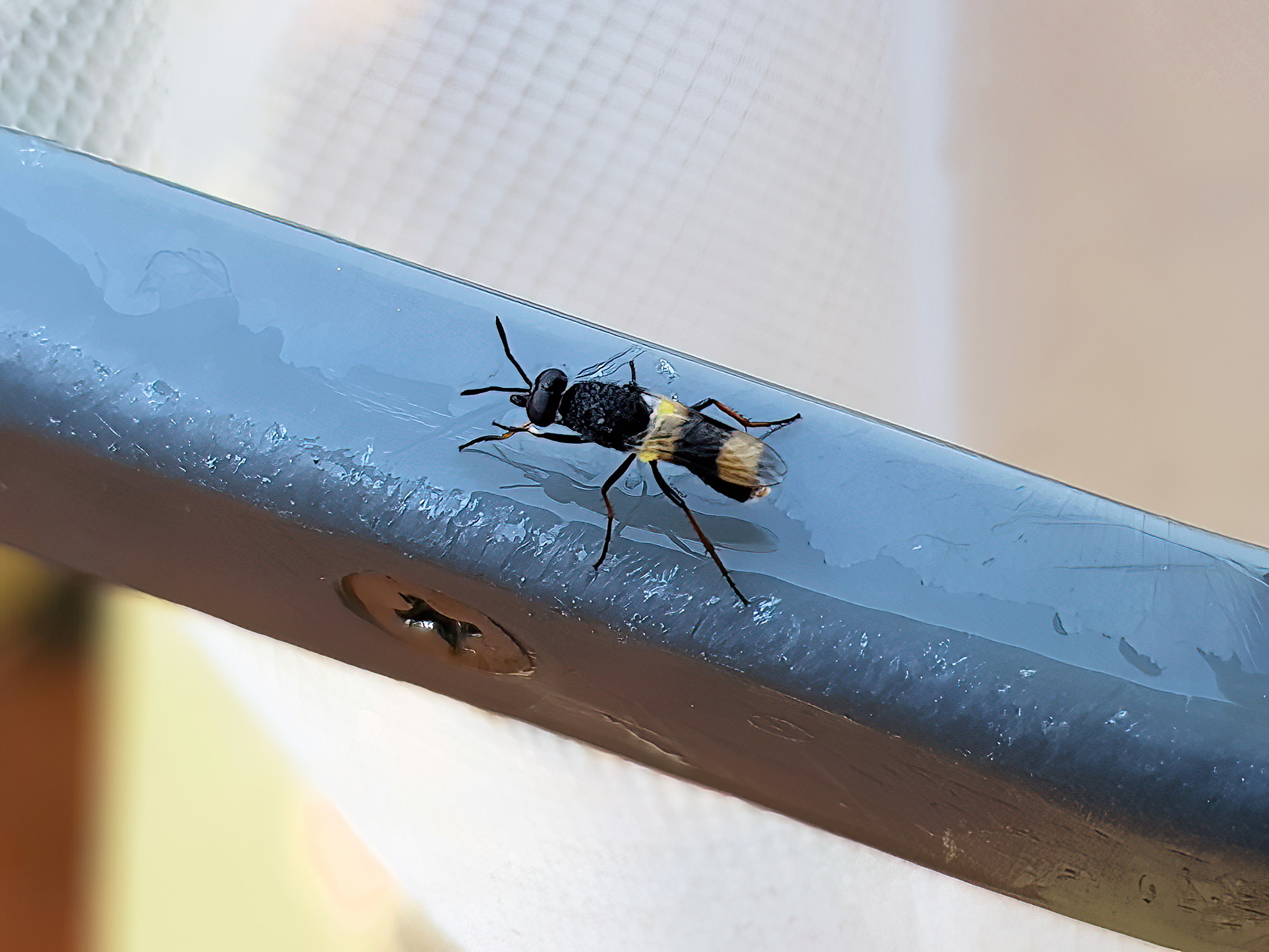 Flies – Ausemade