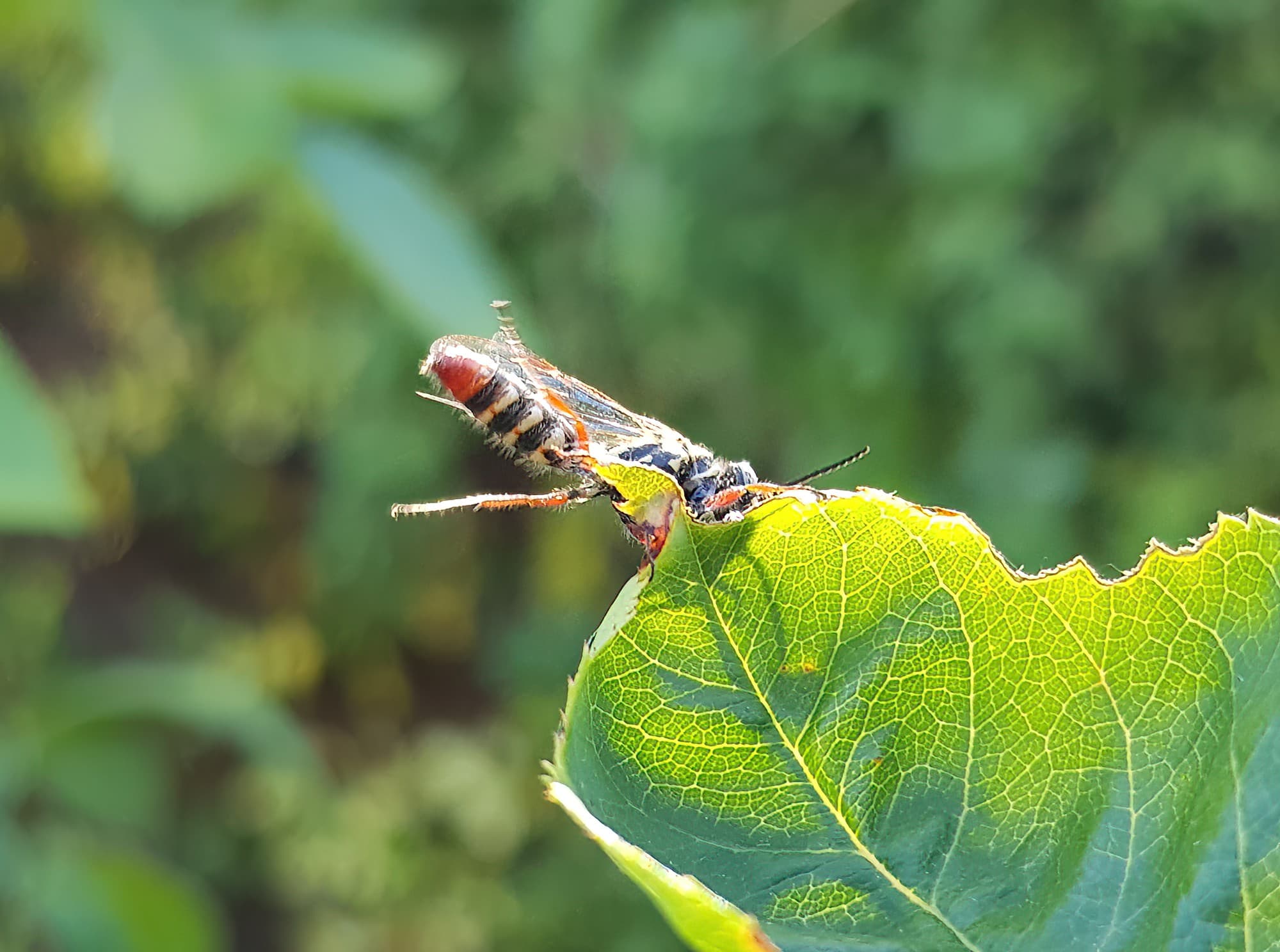 Thynnid Flower Wasps – Ausemade