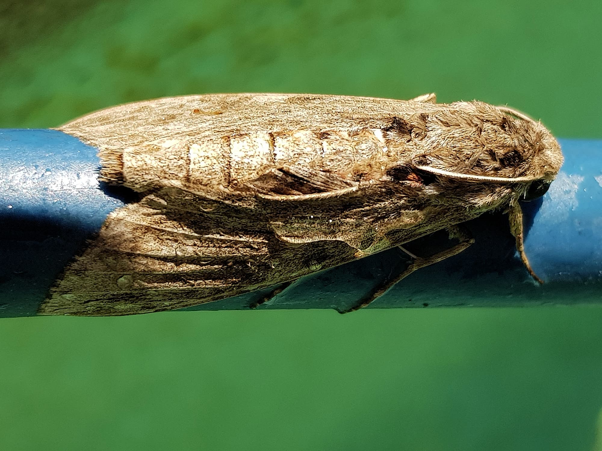 Convolvulus Hawk-moth (Agrius convolvuli) – Ausemade
