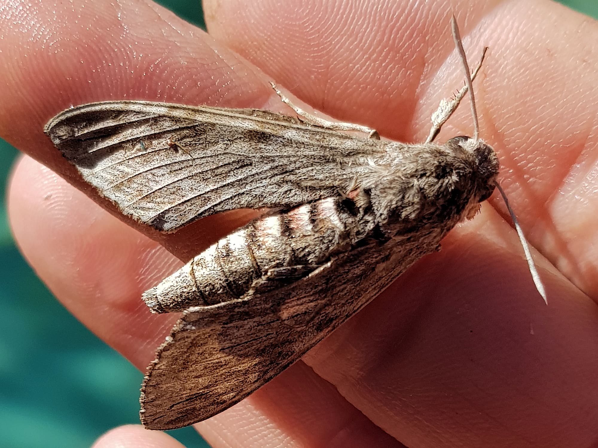 Convolvulus Hawk-moth (Agrius convolvuli) – Ausemade