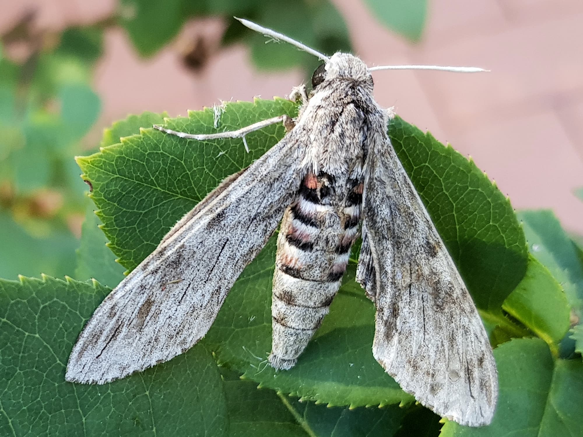 Convolvulus Hawk-moth (Agrius convolvuli) – Ausemade