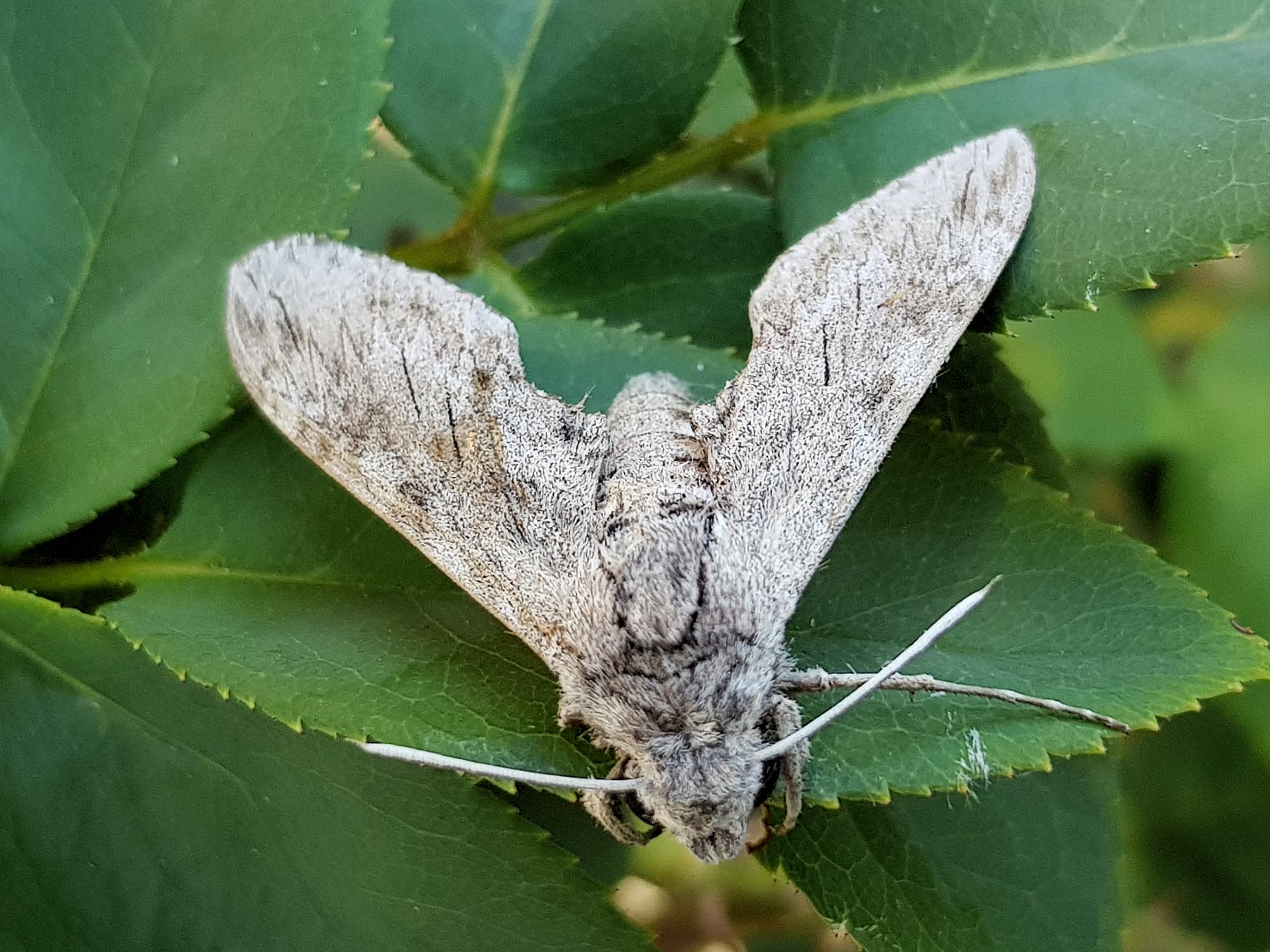 Convolvulus Hawk-moth (Agrius convolvuli) – Ausemade