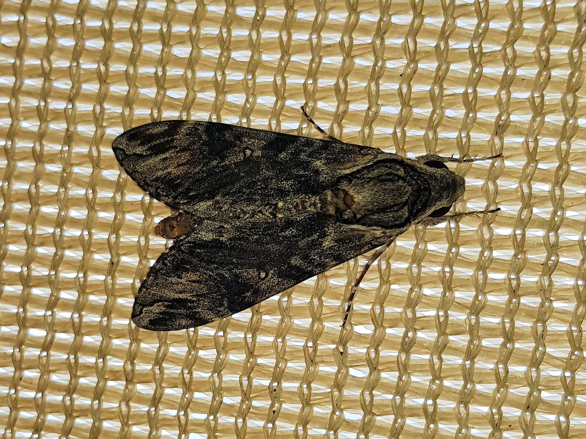 Godart’s Hawkmoth (Agrius godarti) – Ausemade