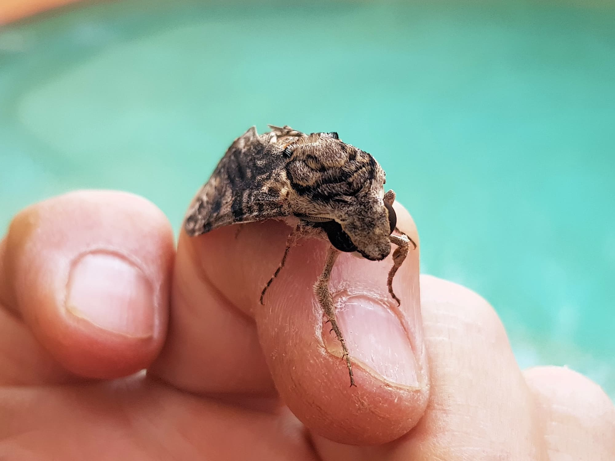 Godart’s Hawkmoth (Agrius godarti) – Ausemade