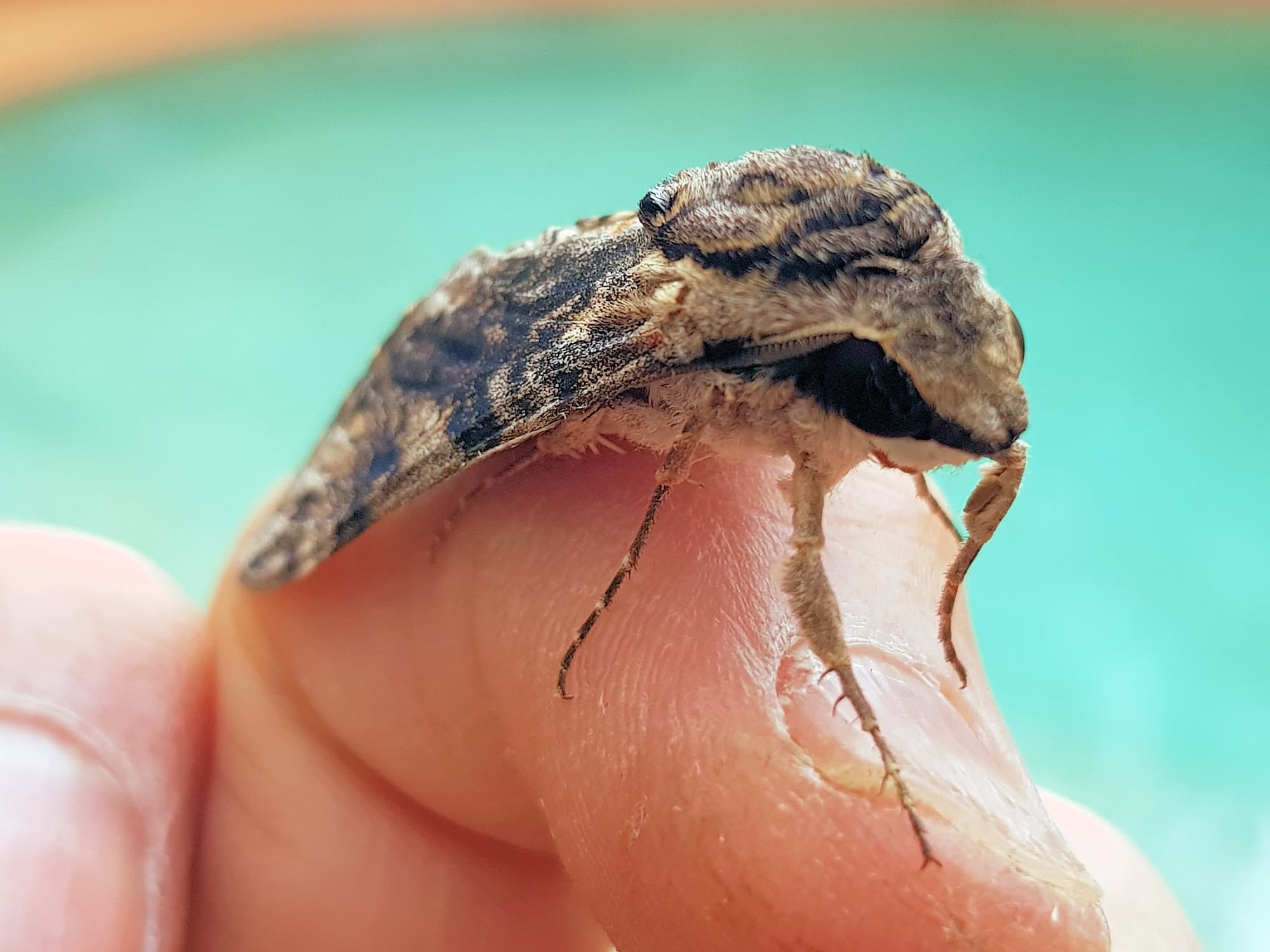 Godart’s Hawkmoth (Agrius godarti) – Ausemade