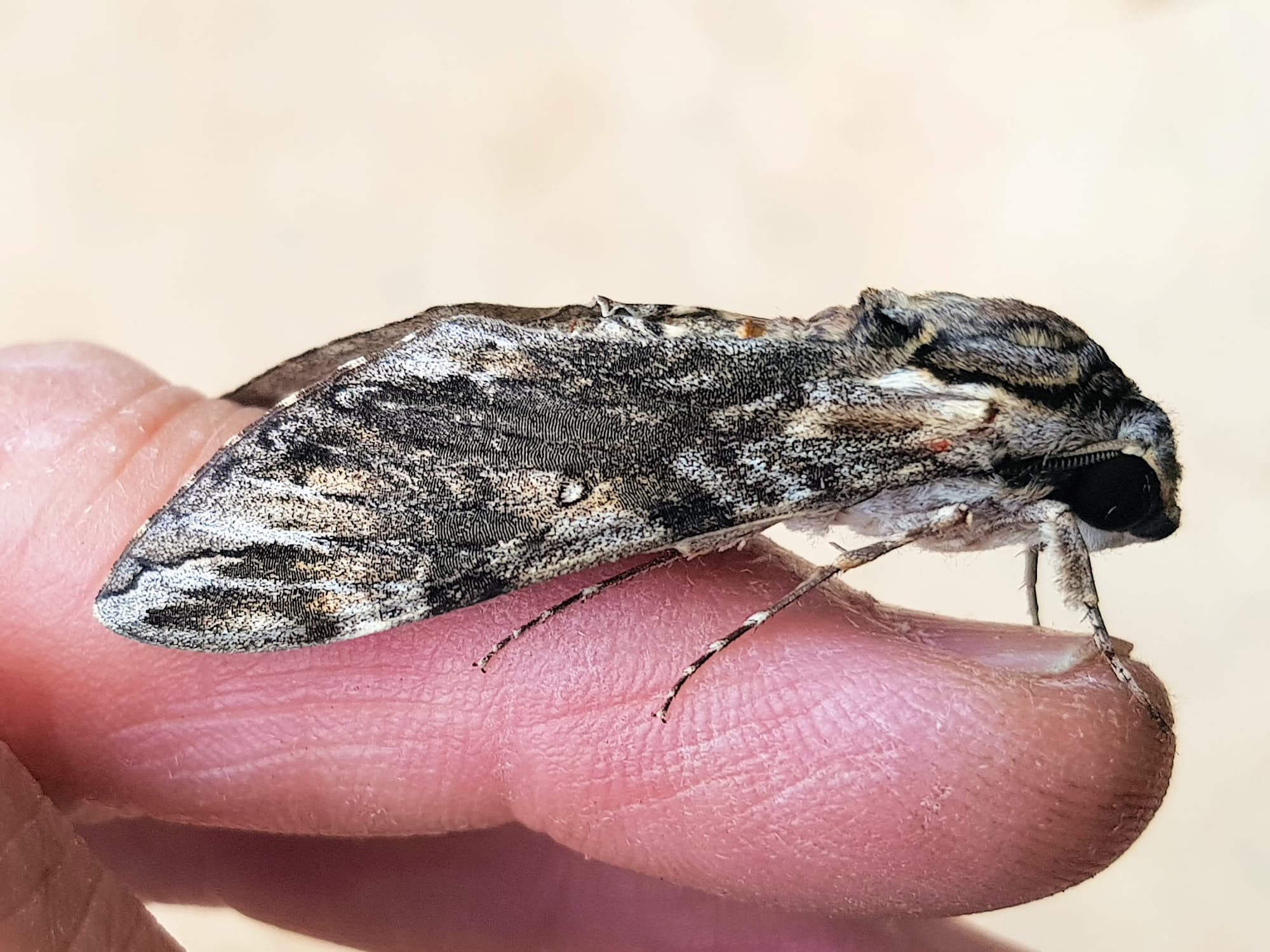 Godart’s Hawkmoth (Agrius godarti) – Ausemade