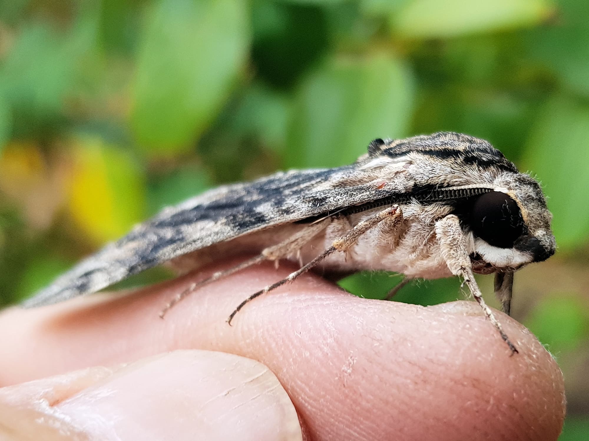 Godart’s Hawkmoth (Agrius godarti) – Ausemade