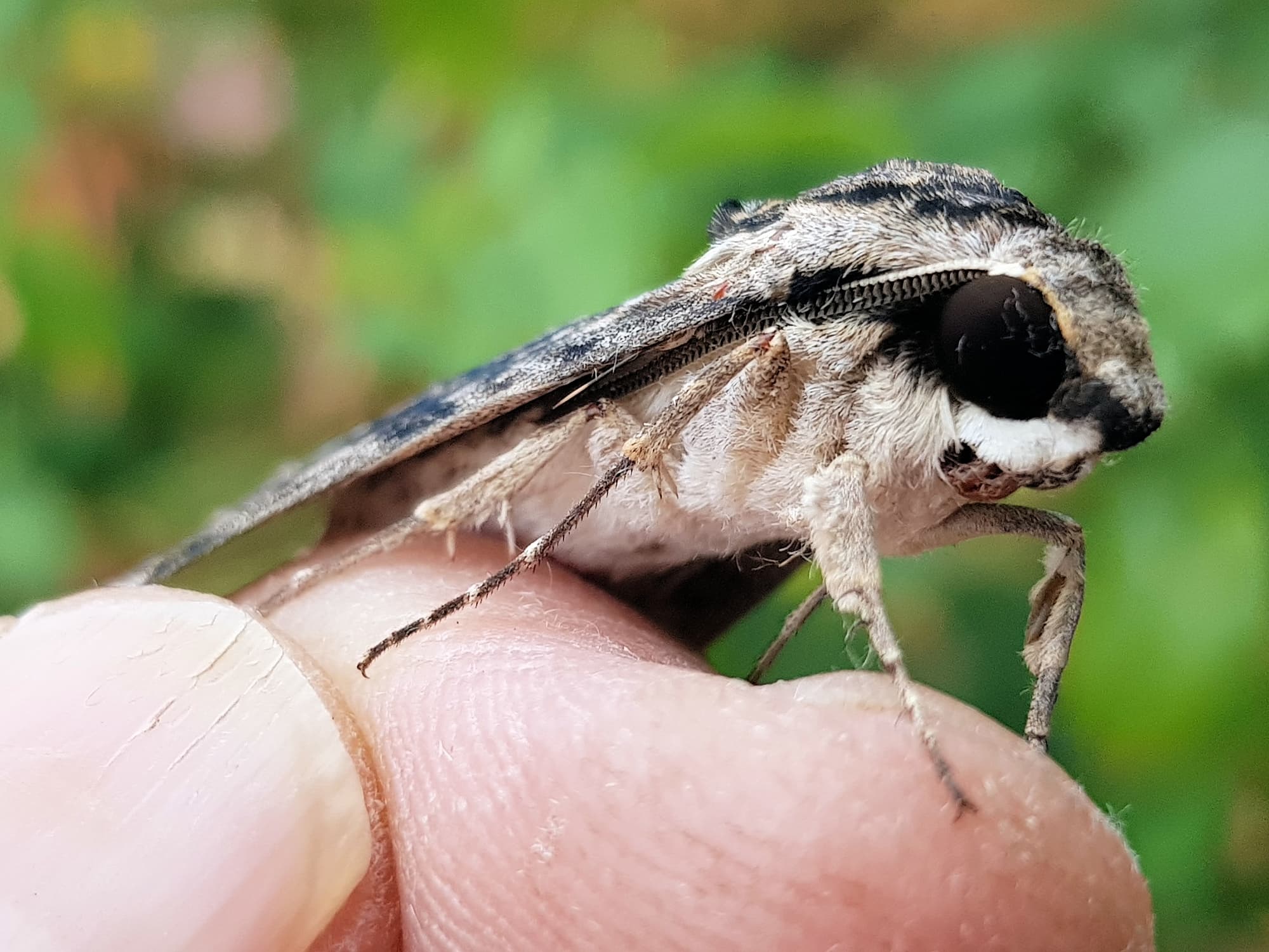 Godart’s Hawkmoth (Agrius godarti) – Ausemade