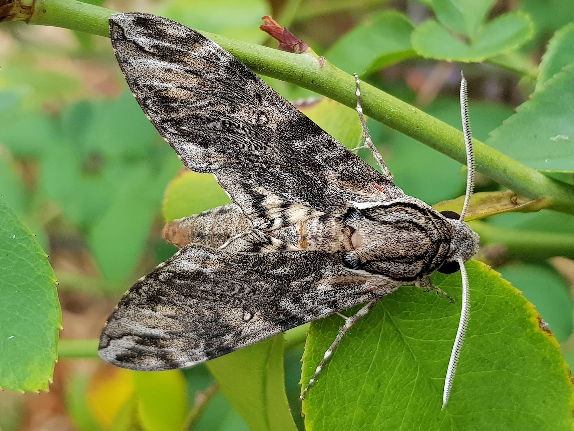 Godart’s Hawkmoth (Agrius godarti) – Ausemade