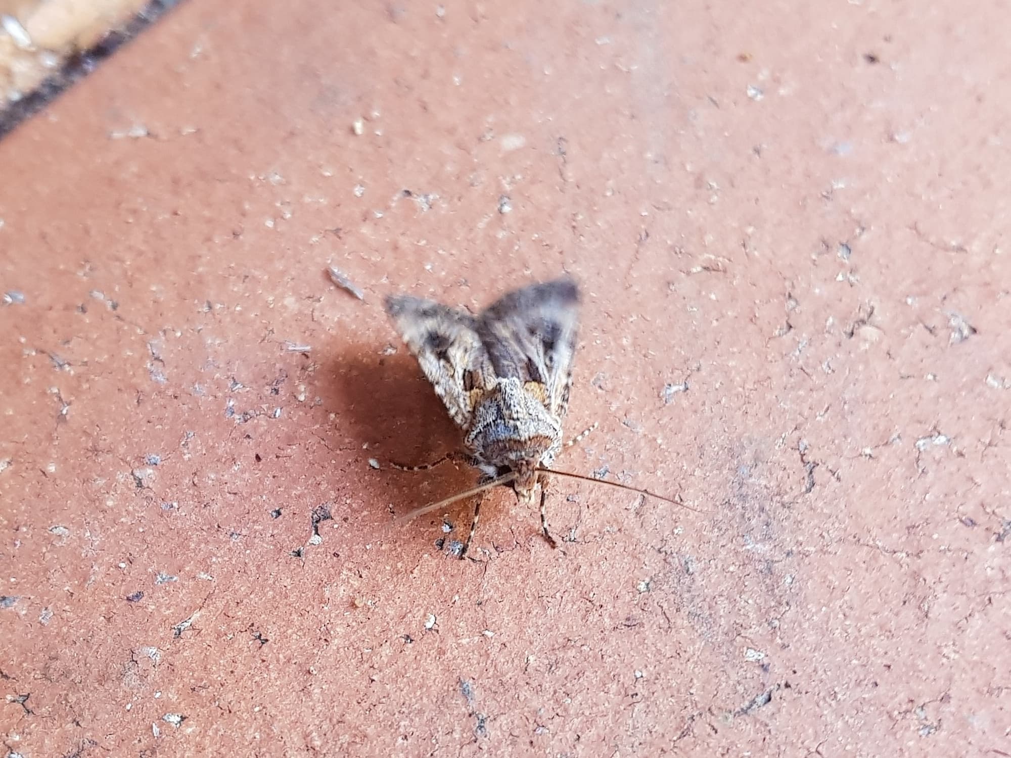 Agrotis munda – Ausemade
