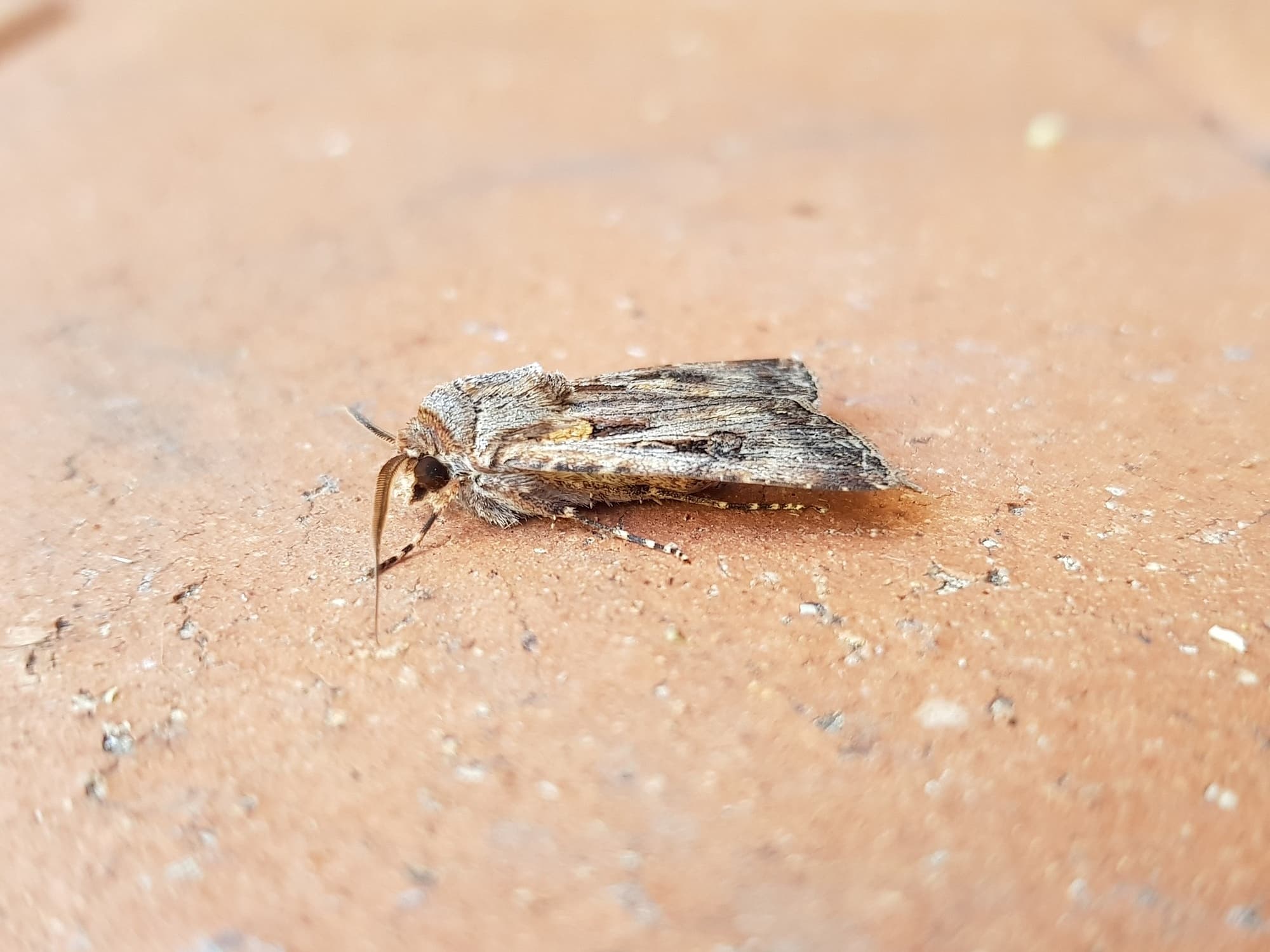 Agrotis munda – Ausemade