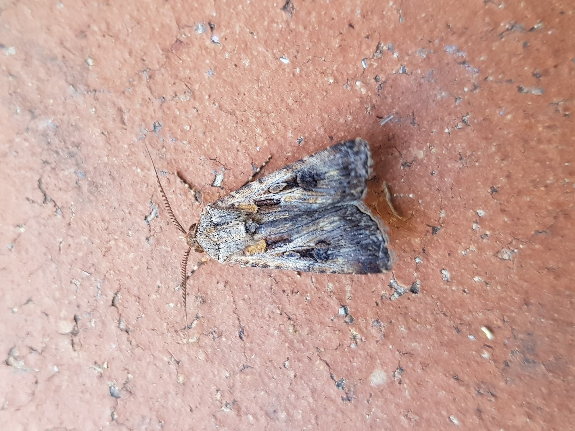 Agrotis munda – Ausemade