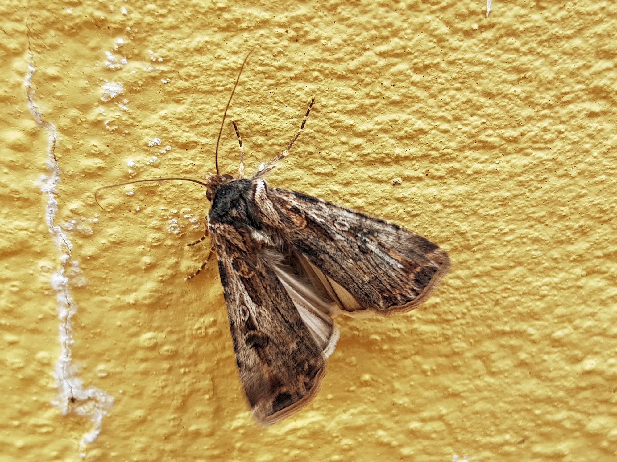 Agrotis munda – Ausemade