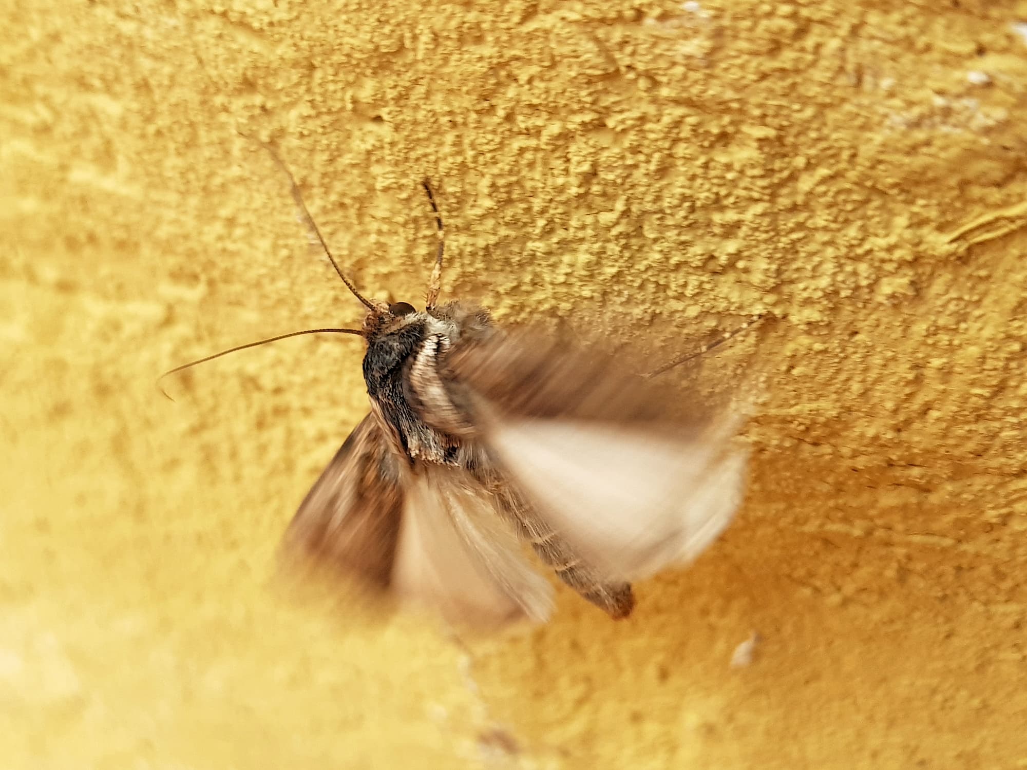 Agrotis munda (Brown Cutworm Moth) – Ausemade