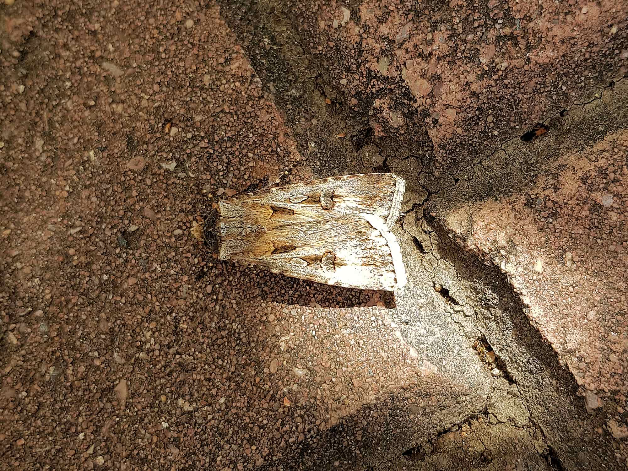 Agrotis munda (Brown Cutworm Moth) – Ausemade