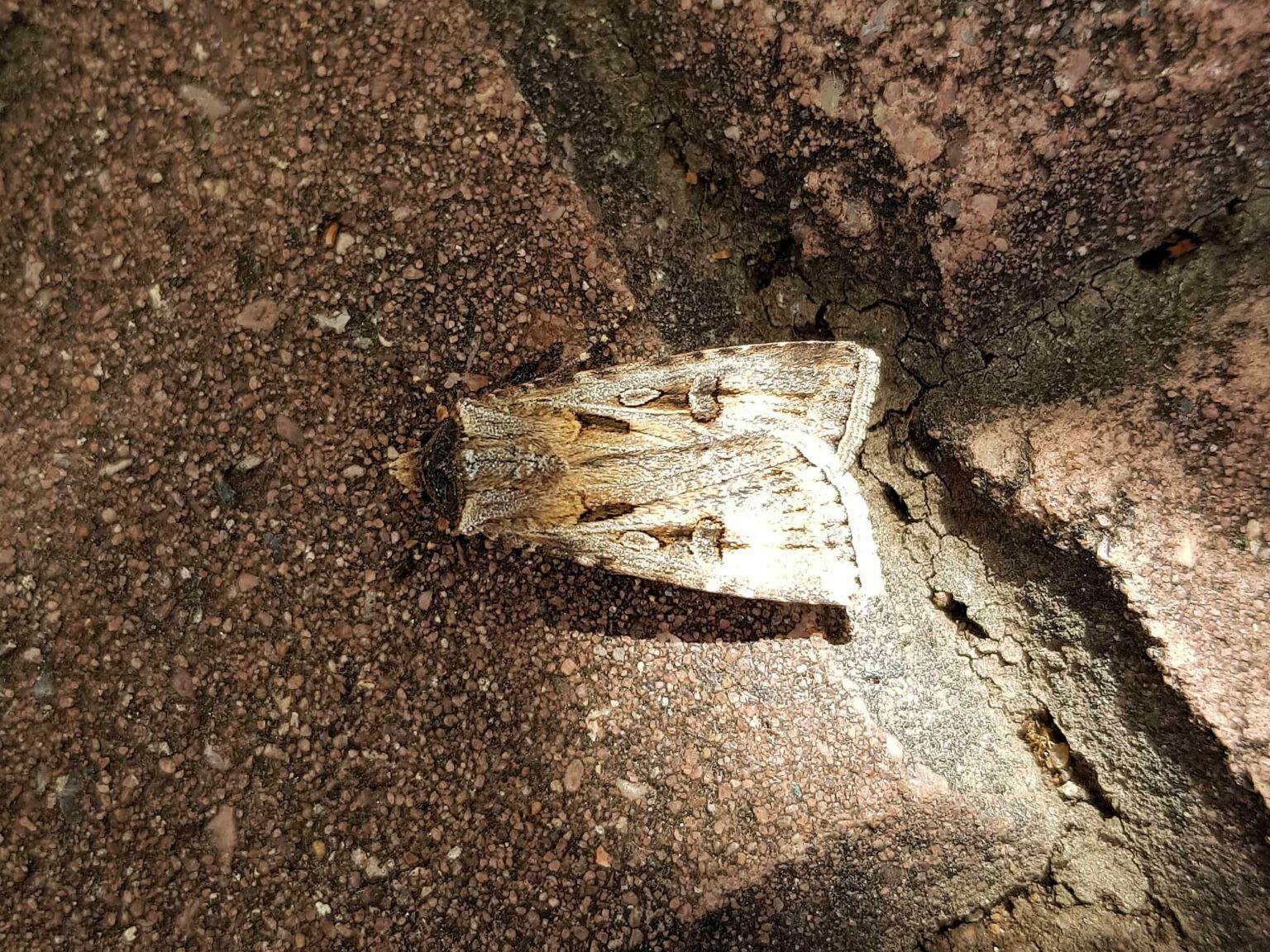 Agrotis munda – Ausemade