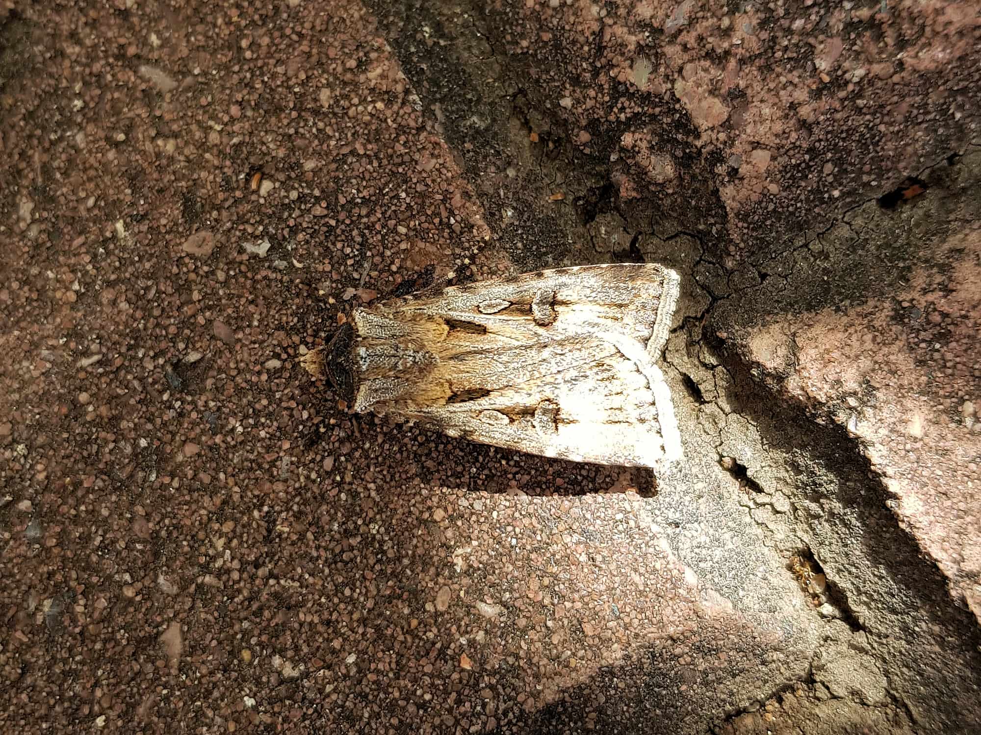 Agrotis munda (Brown Cutworm Moth) – Ausemade