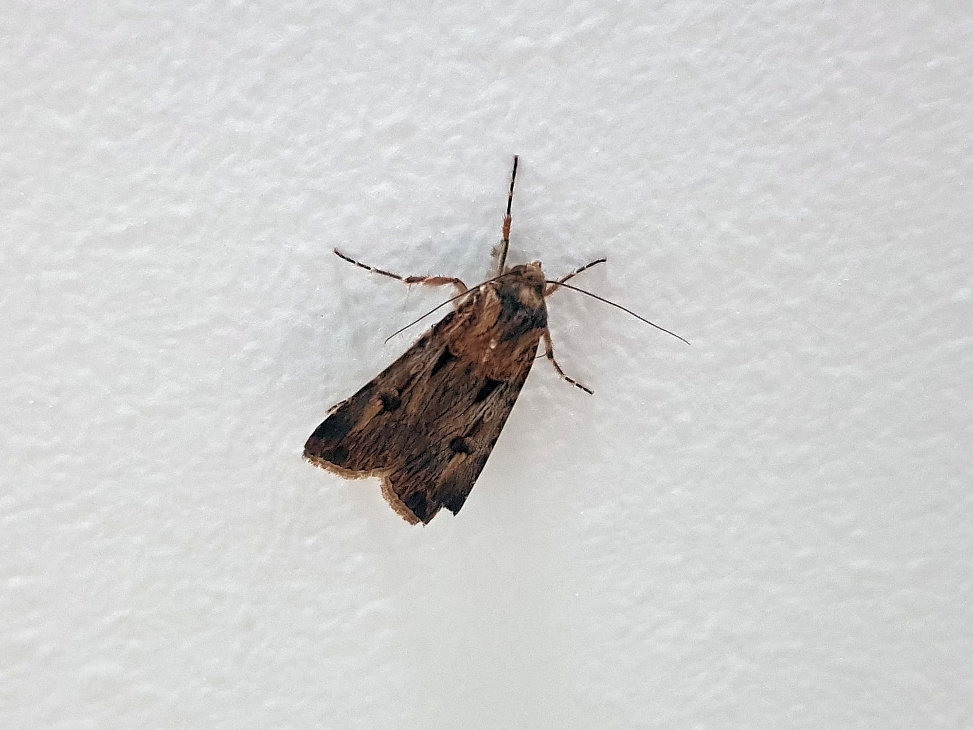 Agrotis munda – Ausemade
