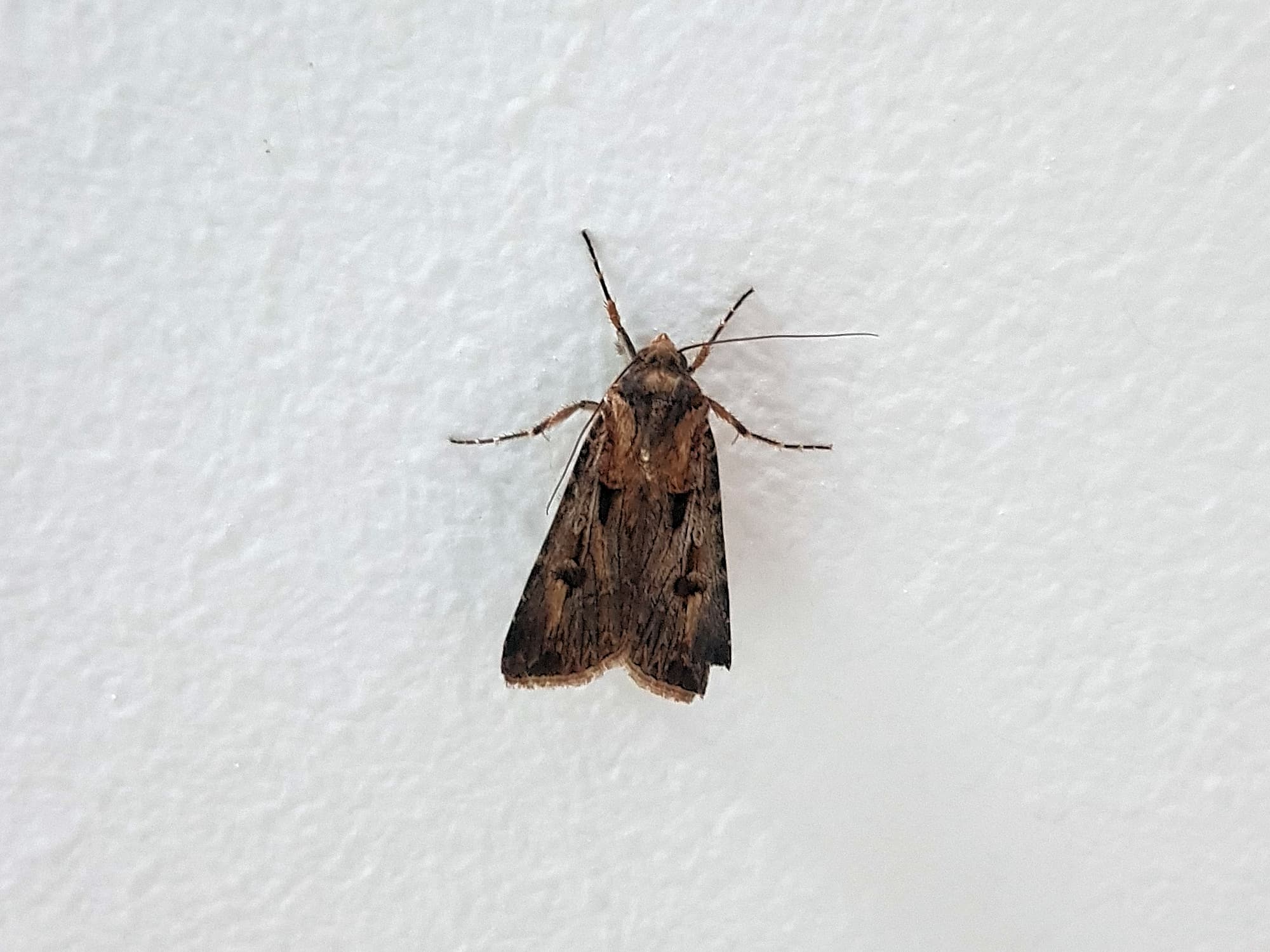 Agrotis munda – Ausemade