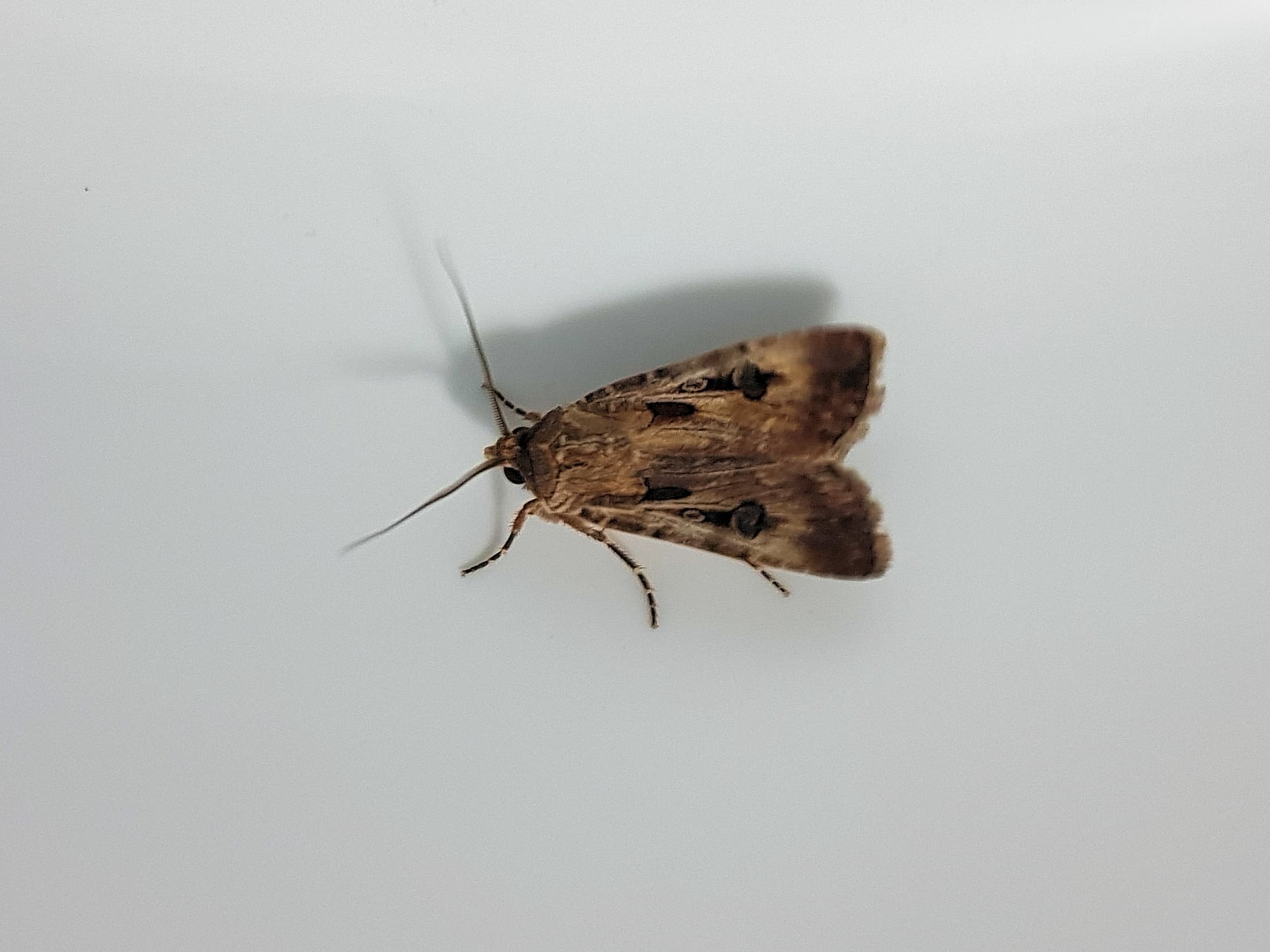 Agrotis munda – Ausemade