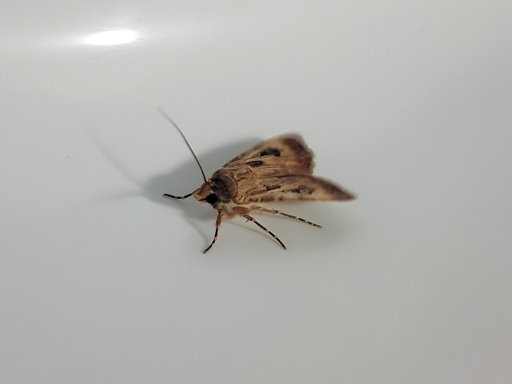 Agrotis munda – Ausemade