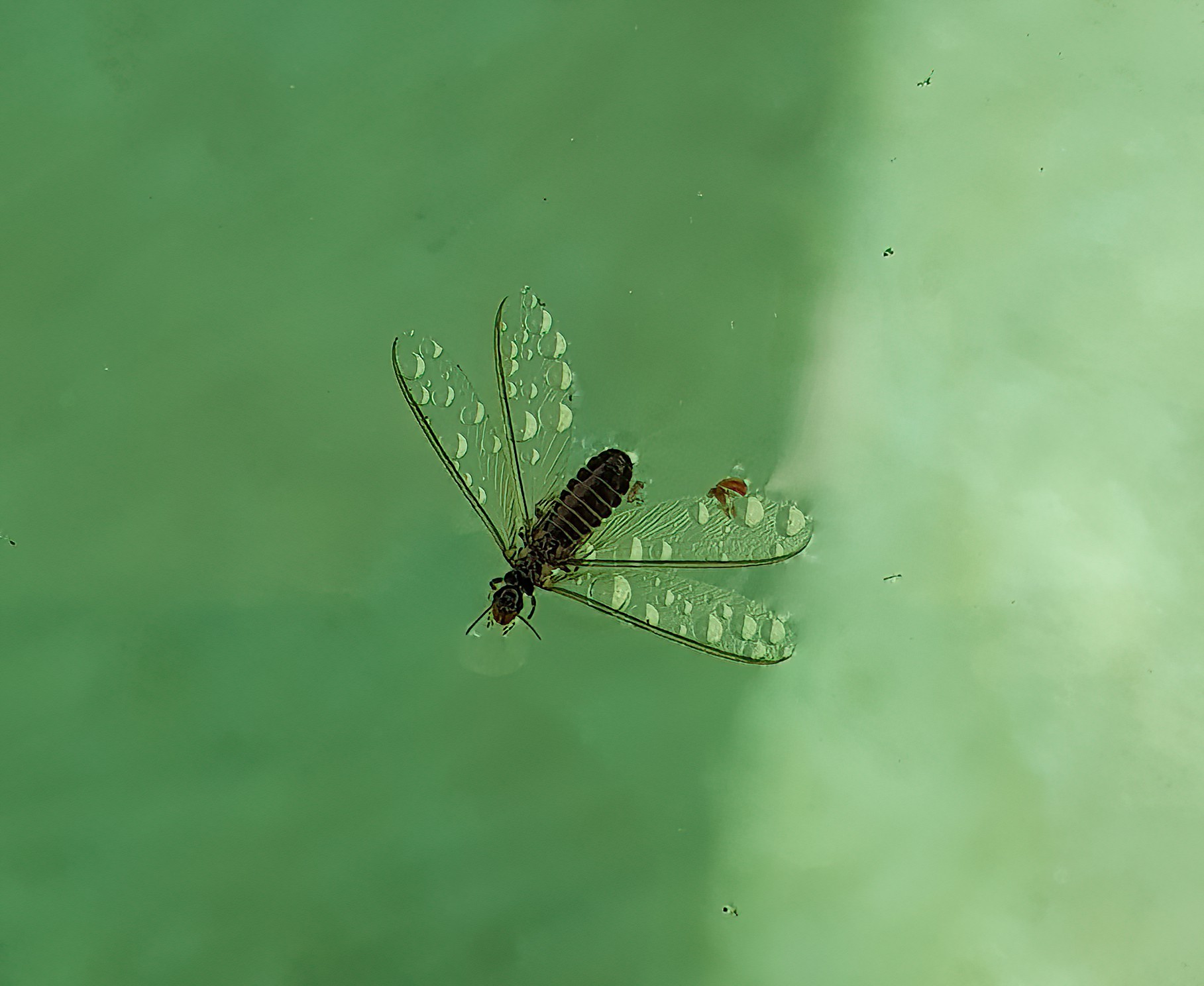 Termite — Alate – Ausemade