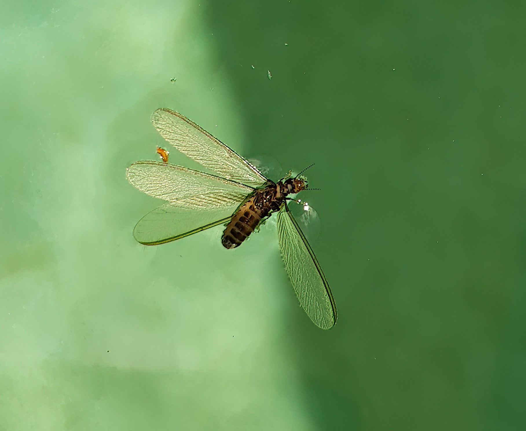 Termite — Alate – Ausemade