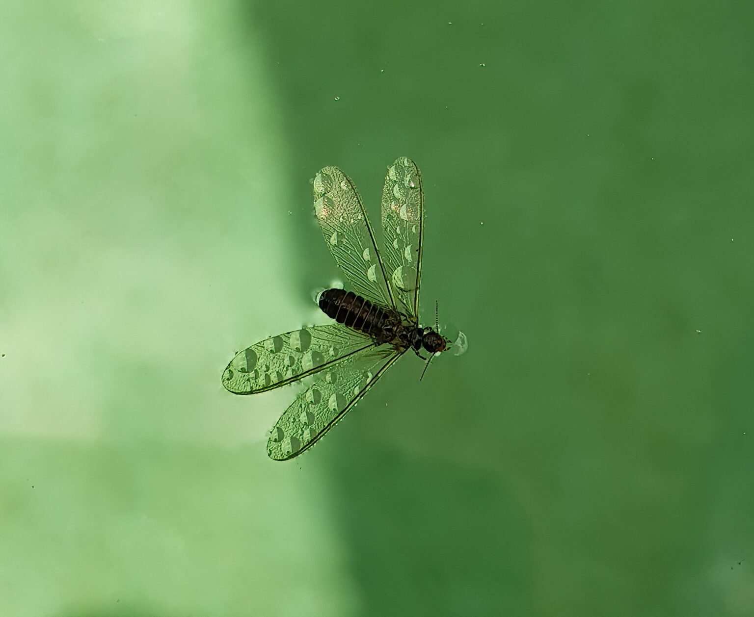 Sleeping beauty… – Ausemade